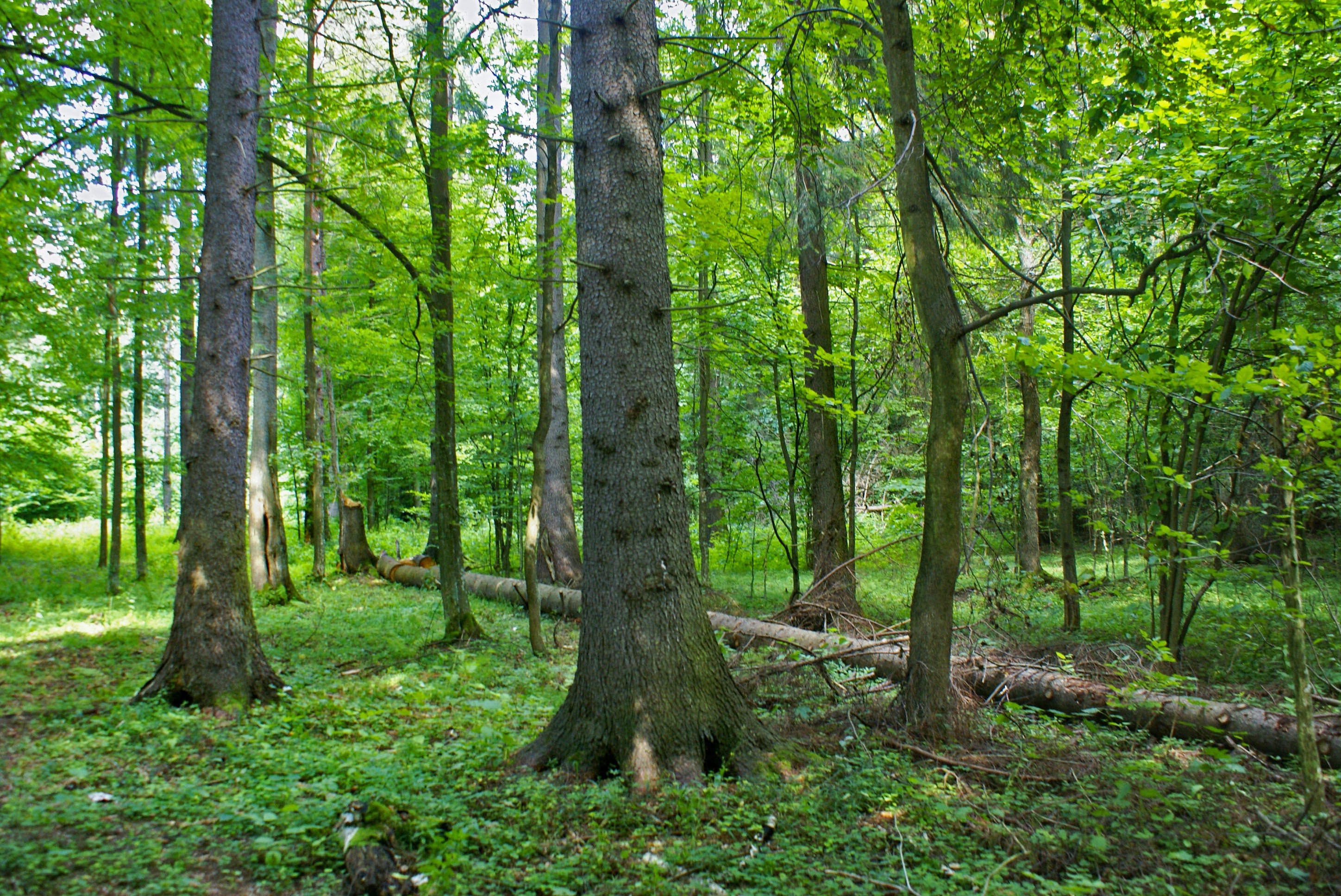 Forest Green Tree free image download