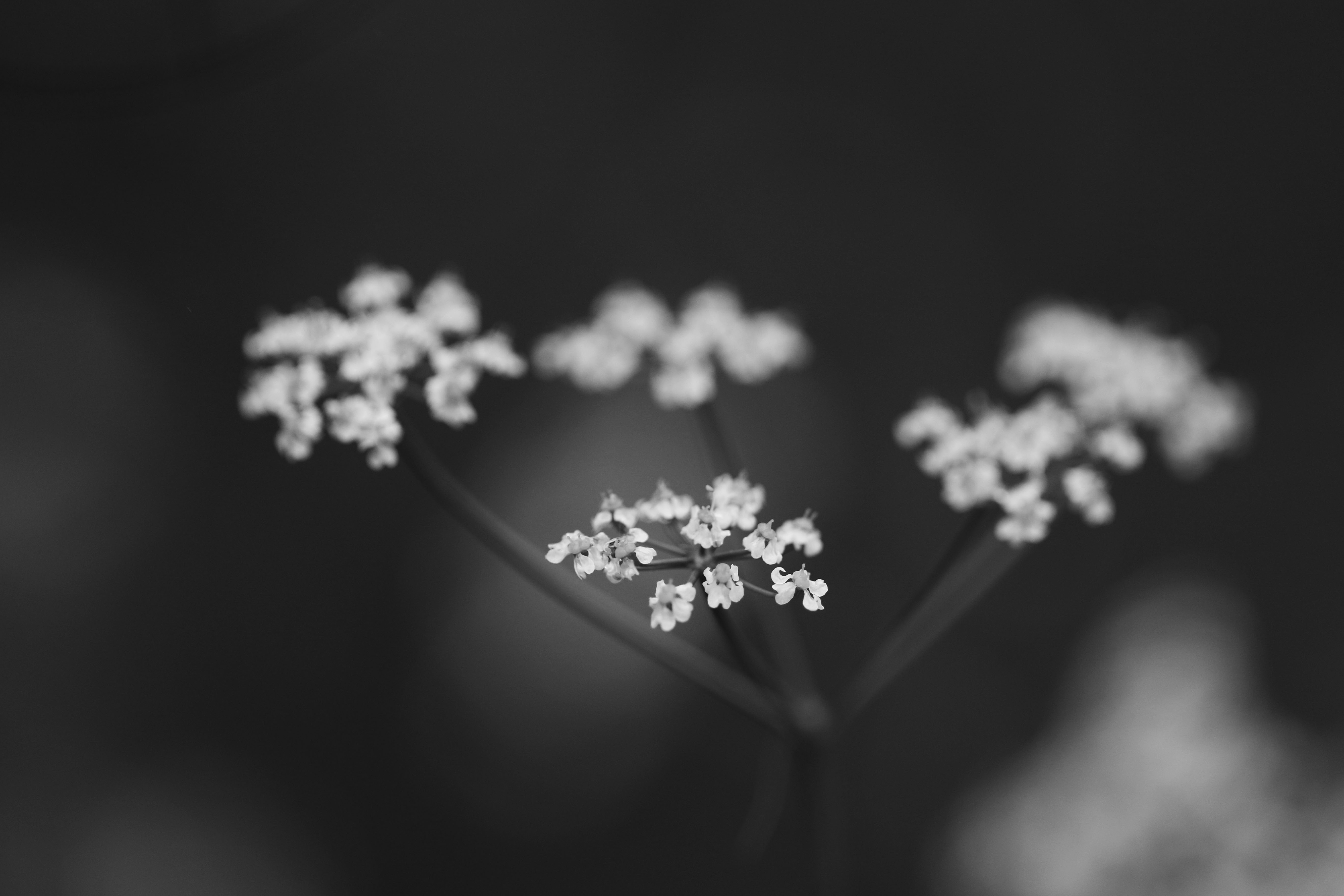 White Spring Flowers monochrome photo free image download