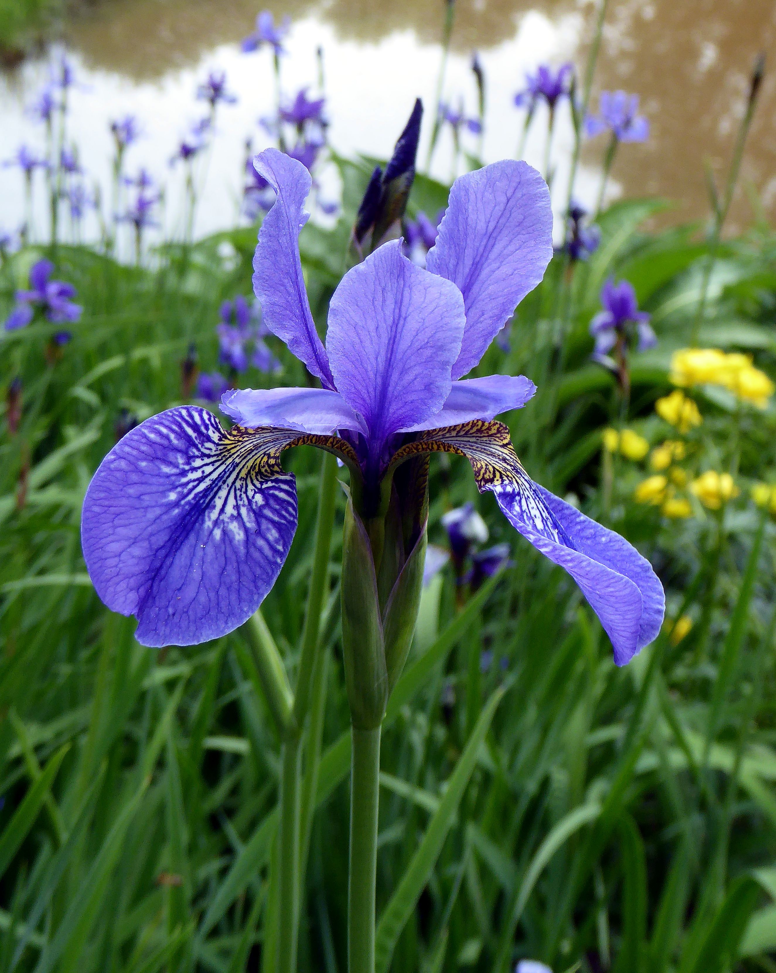 Blossom Bloom Iris Close free image download