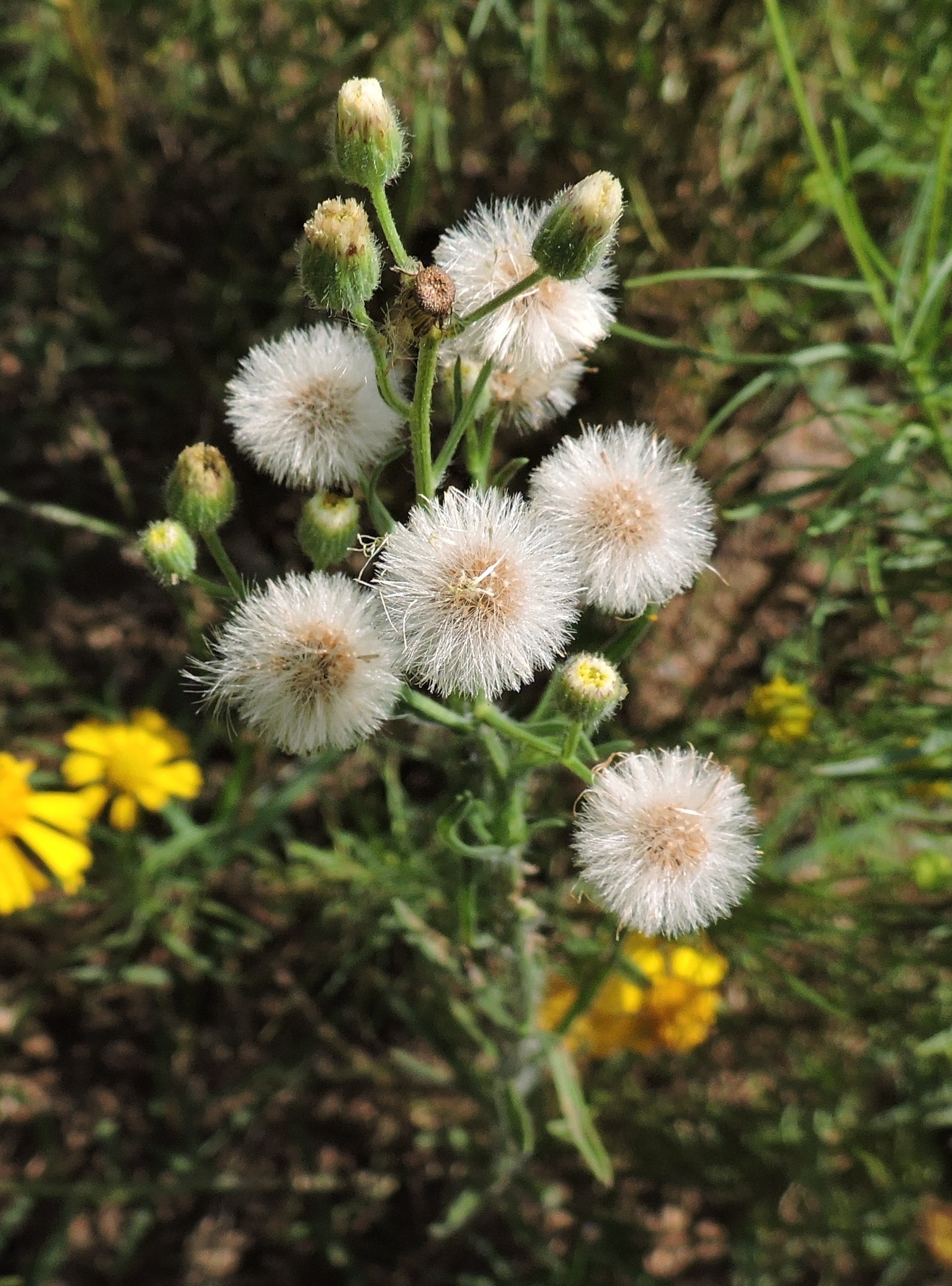 Dandelions Weed Spring free image download
