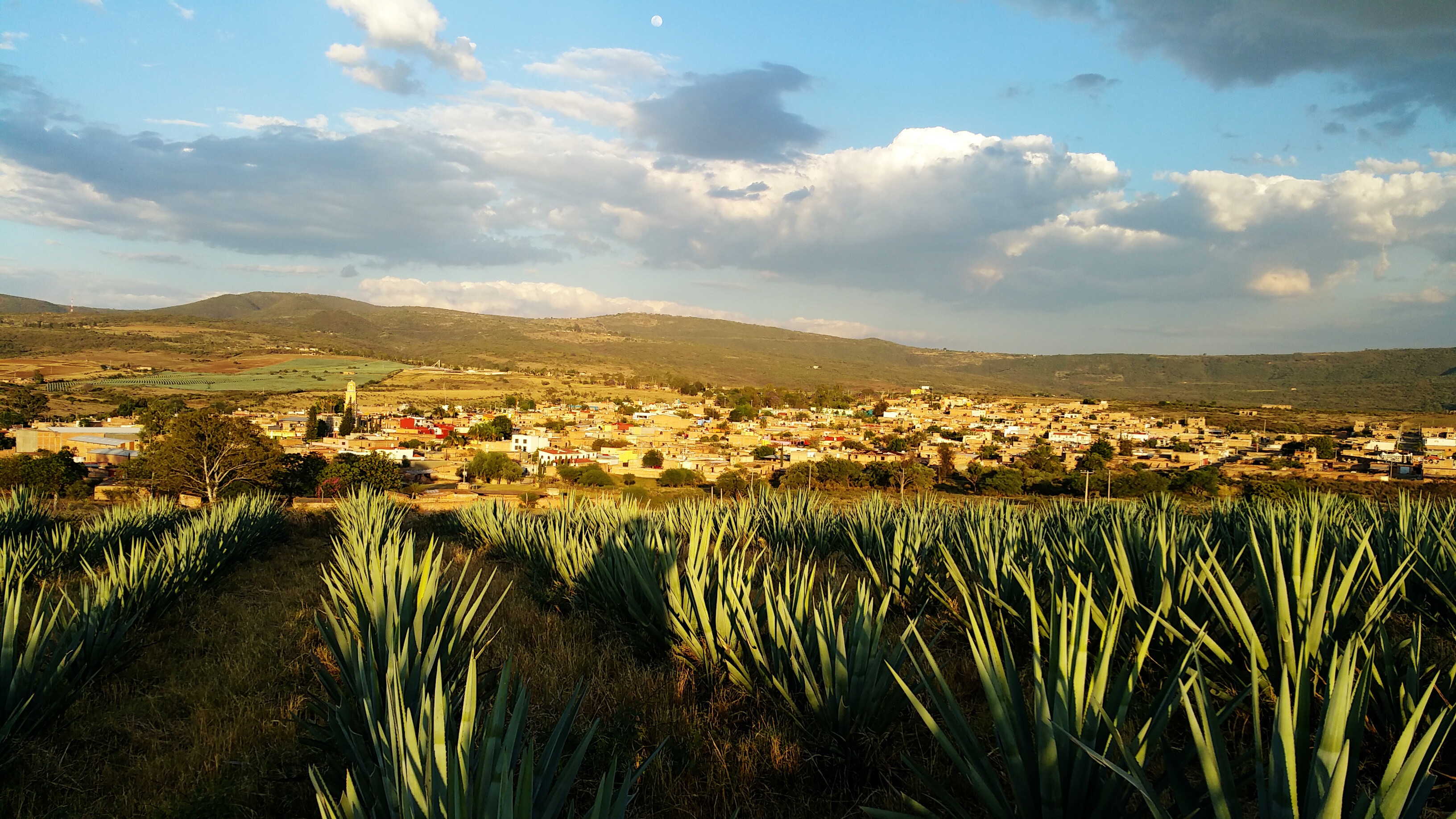 Mexico Agave free image download