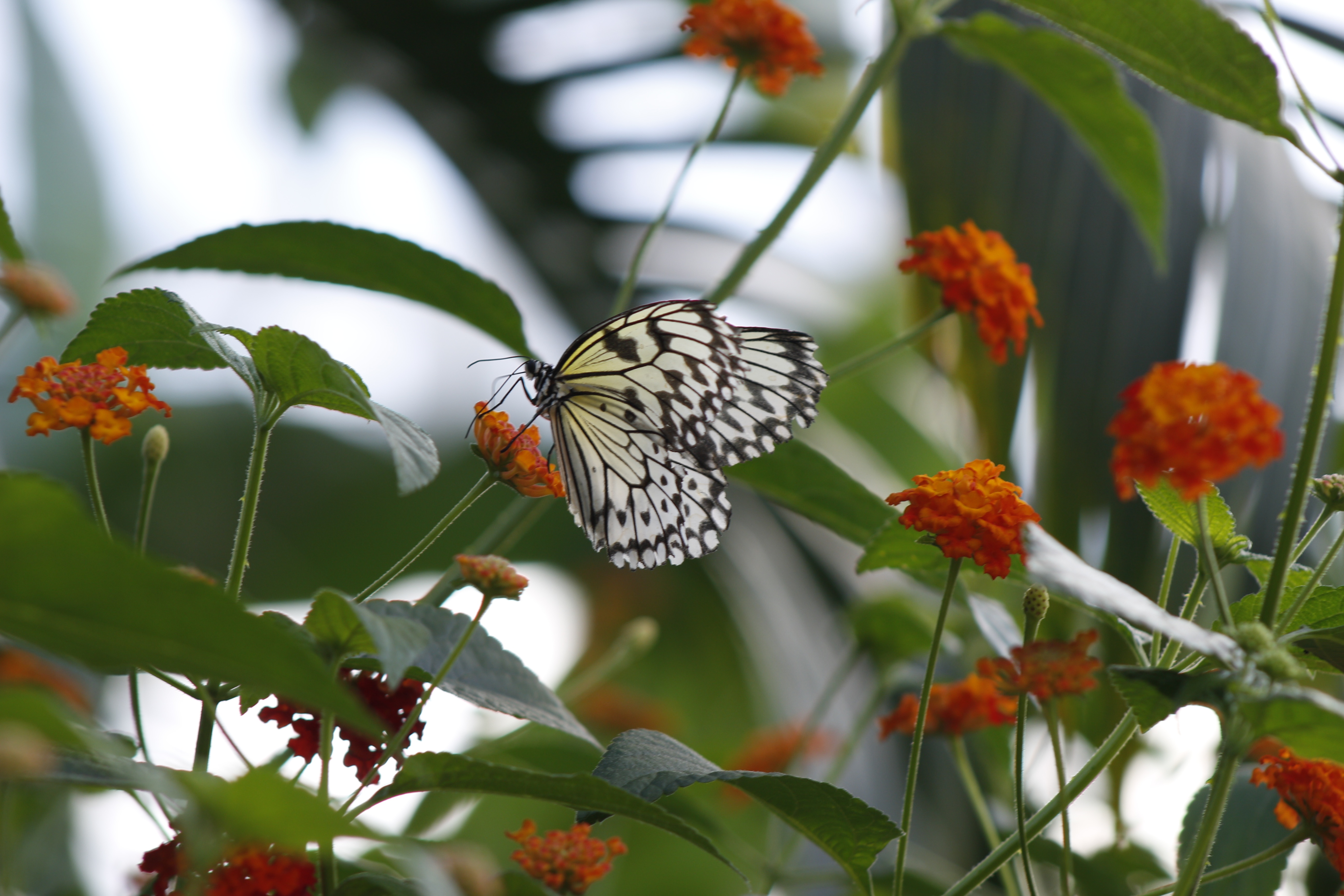 Butterfly Nature Spring free image download