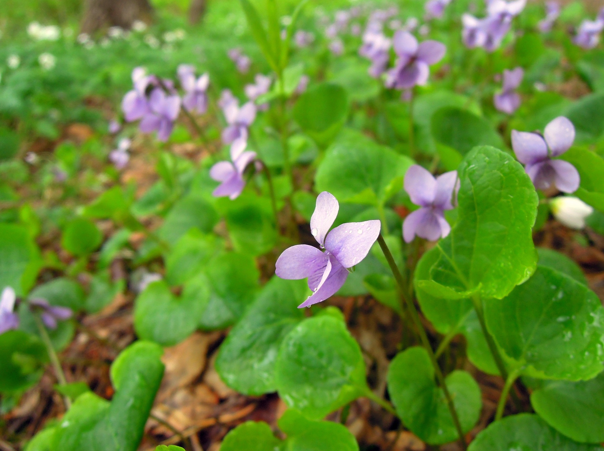 Violet Viola Purple free image download