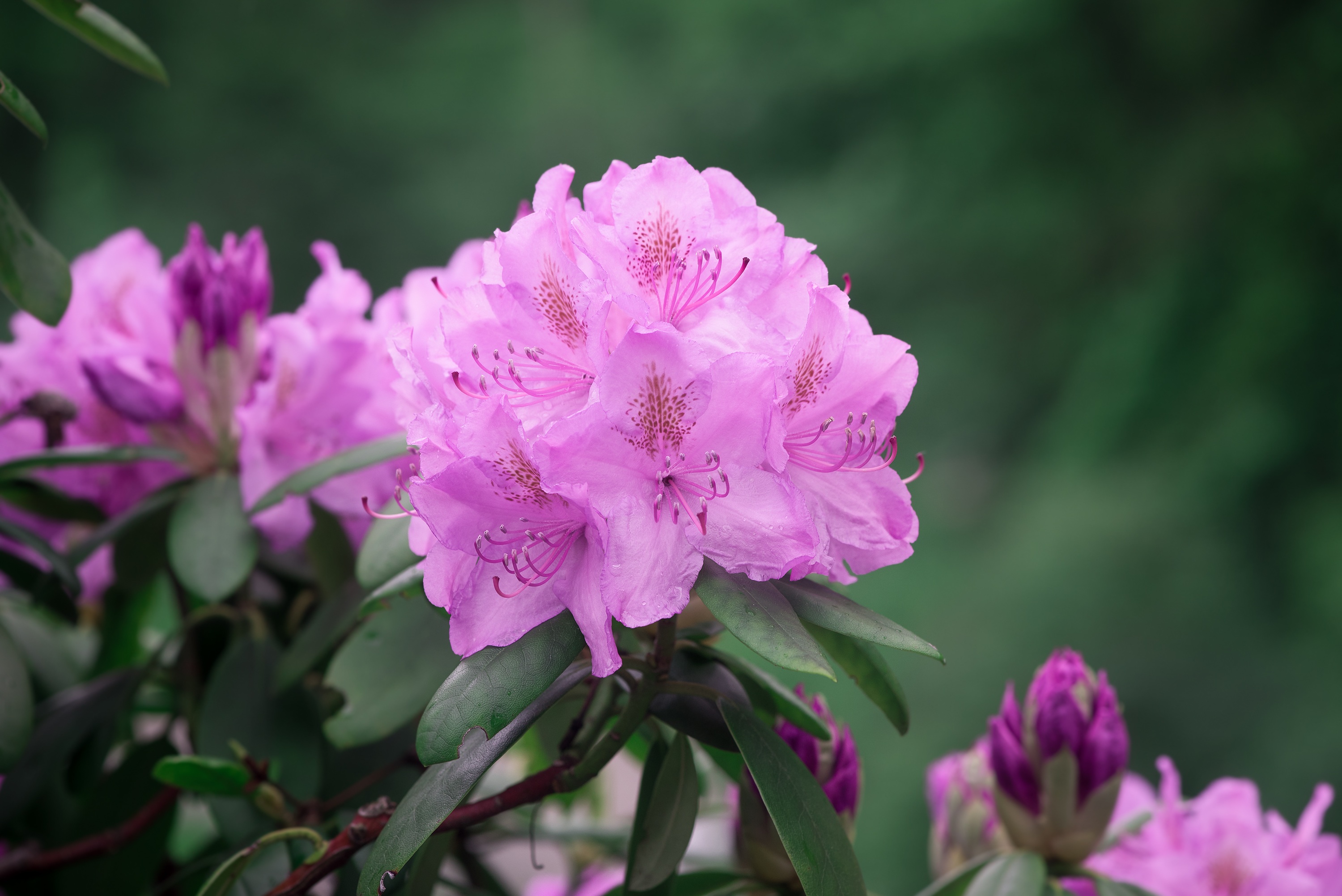 Rhododendrons Rhododendron Pink free image download