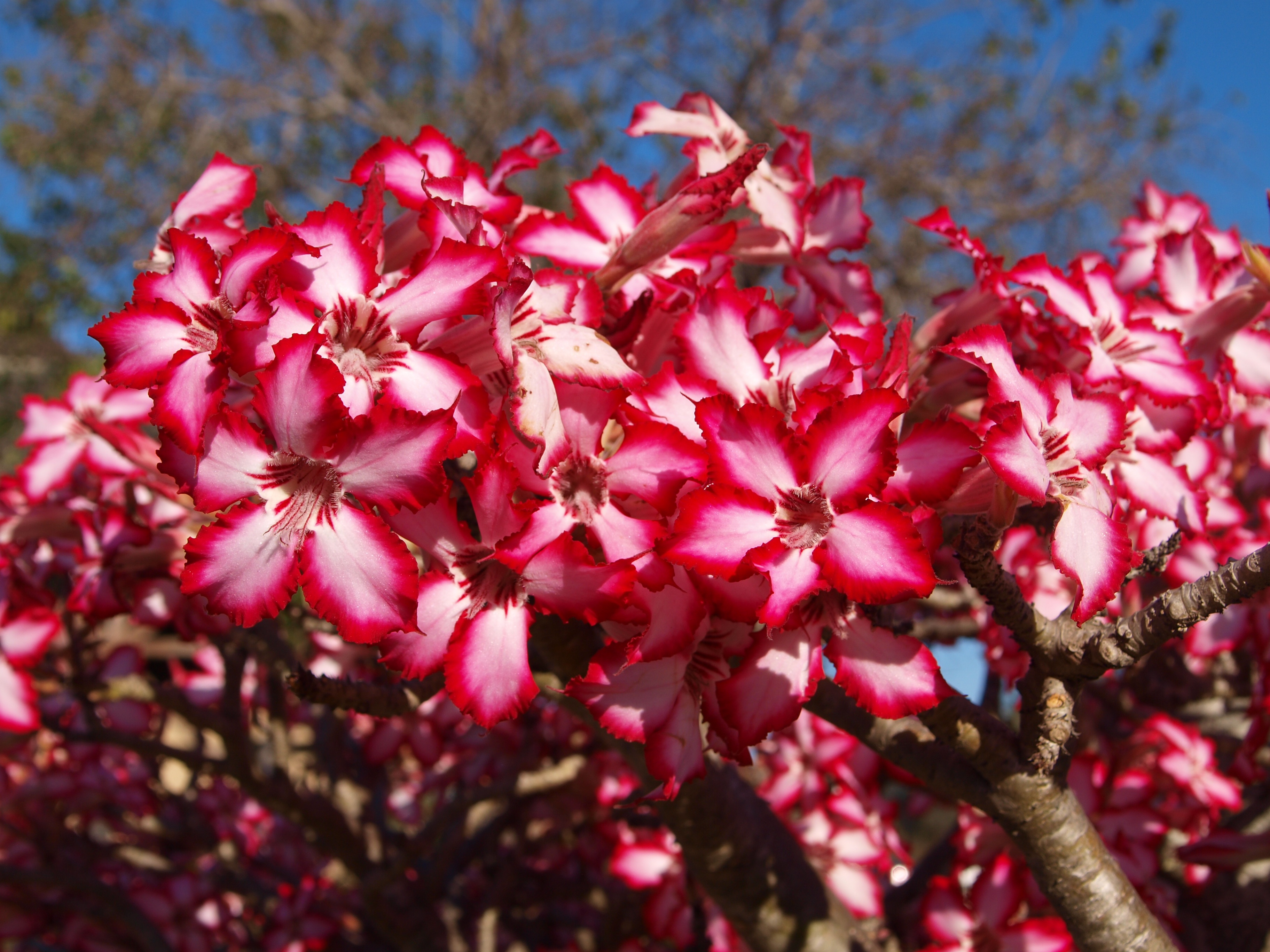 Adenium Multiflorum Impala Lily free image download