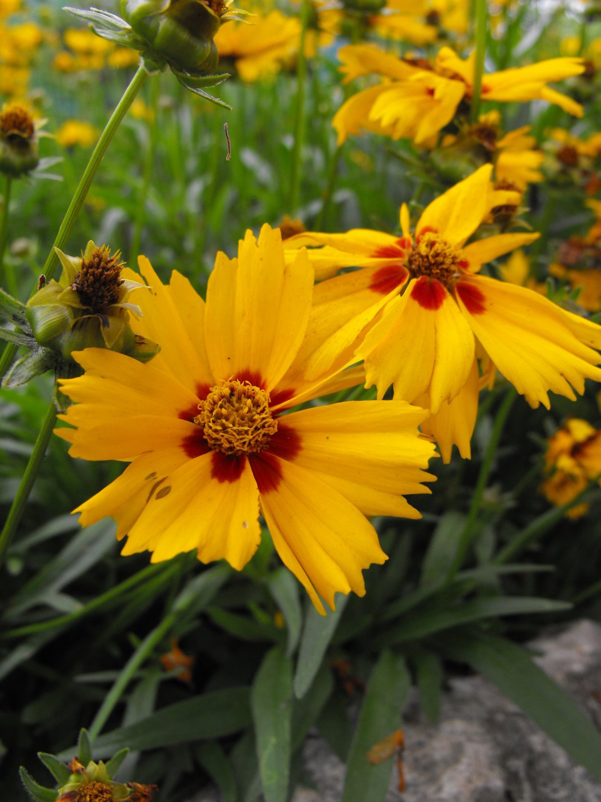 Yellow Flowers Plants in spring free image download