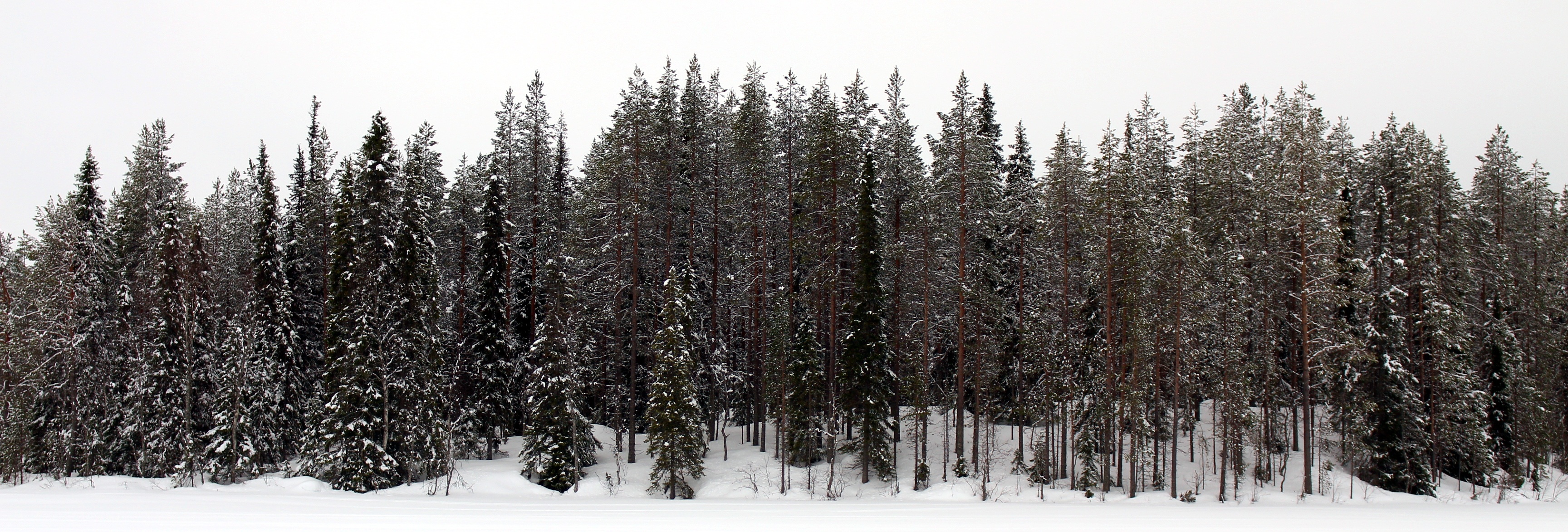 Snow Forest Winter free image download