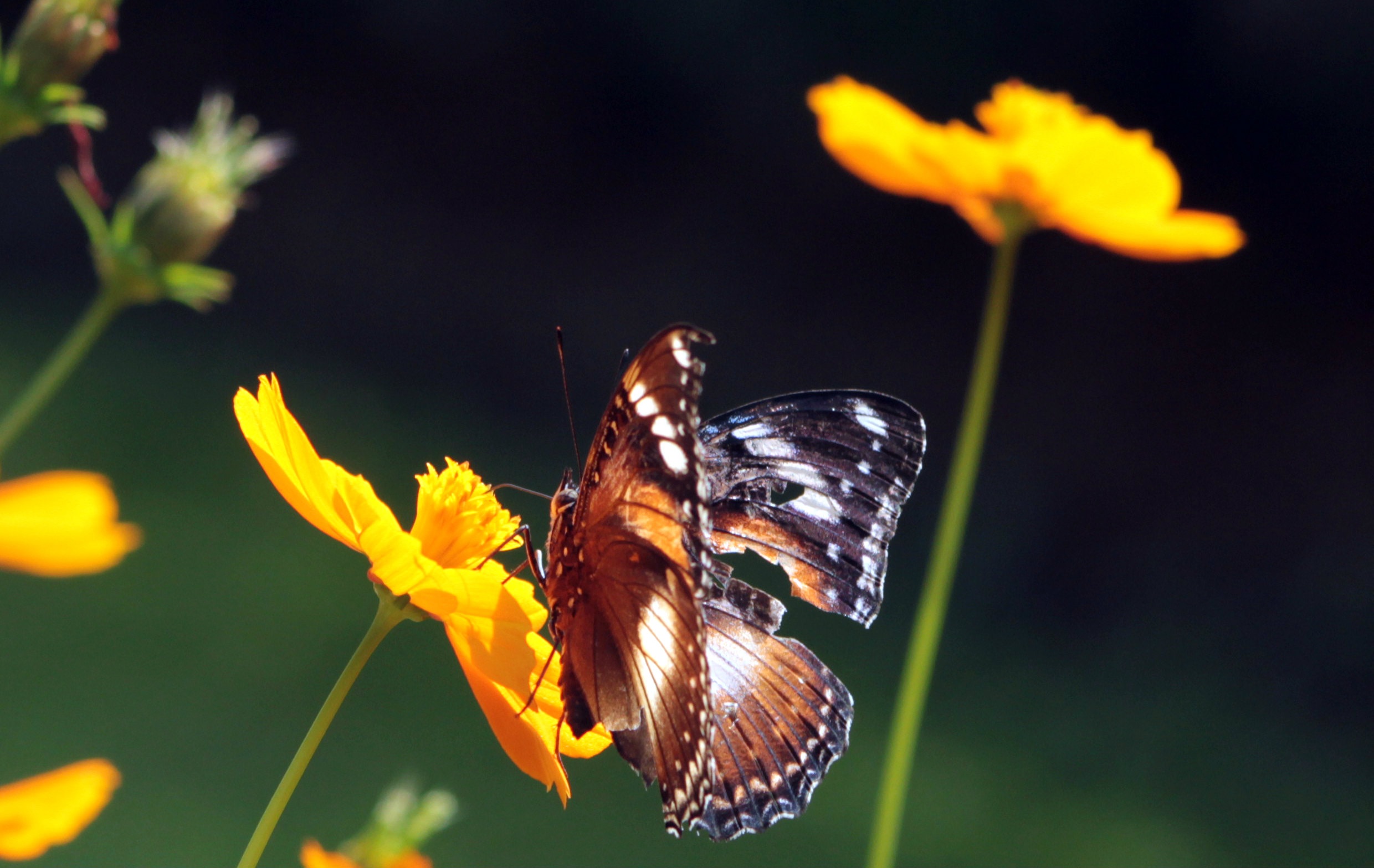 Butterfly Flower Yellow free image download