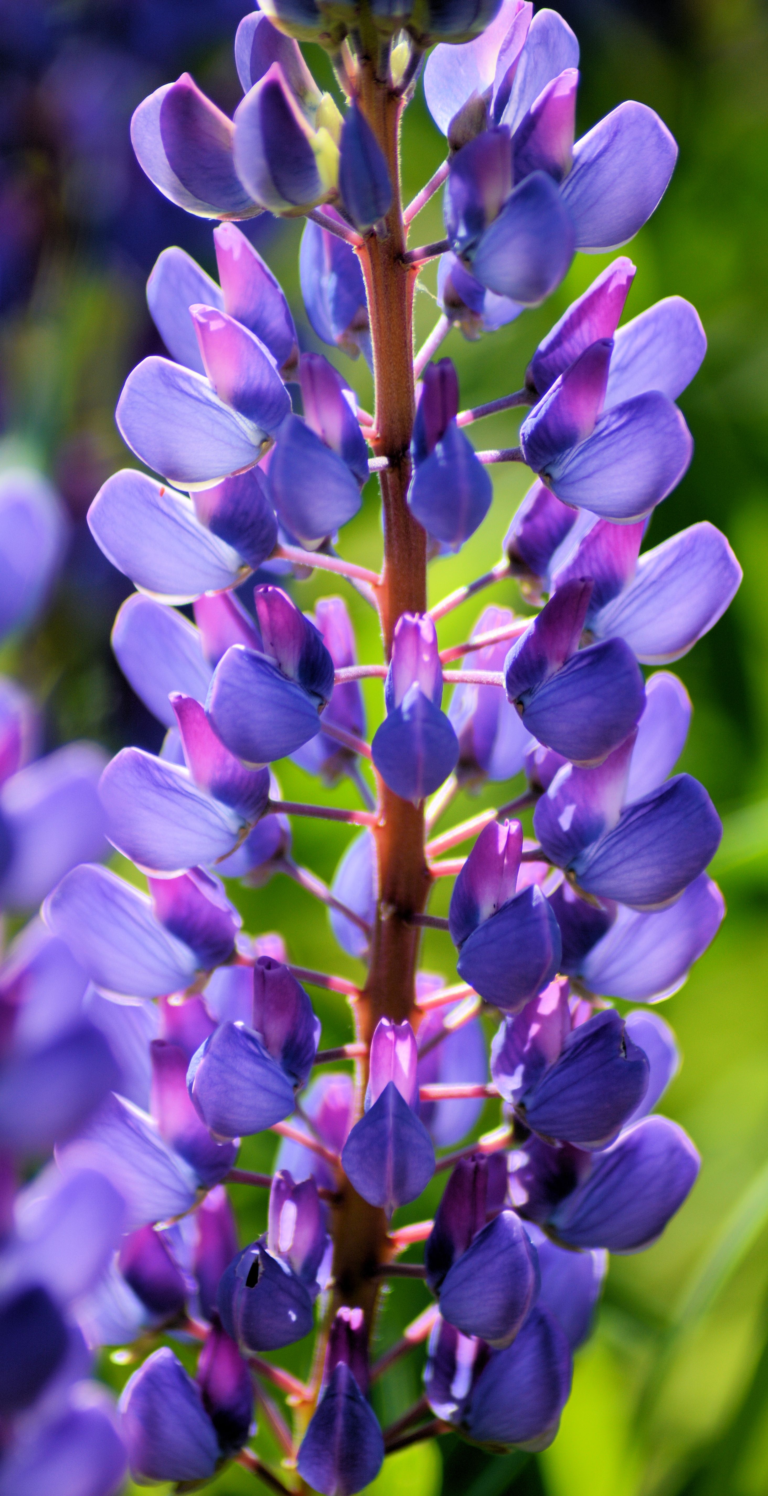 Meadow Flowers Nature free image download