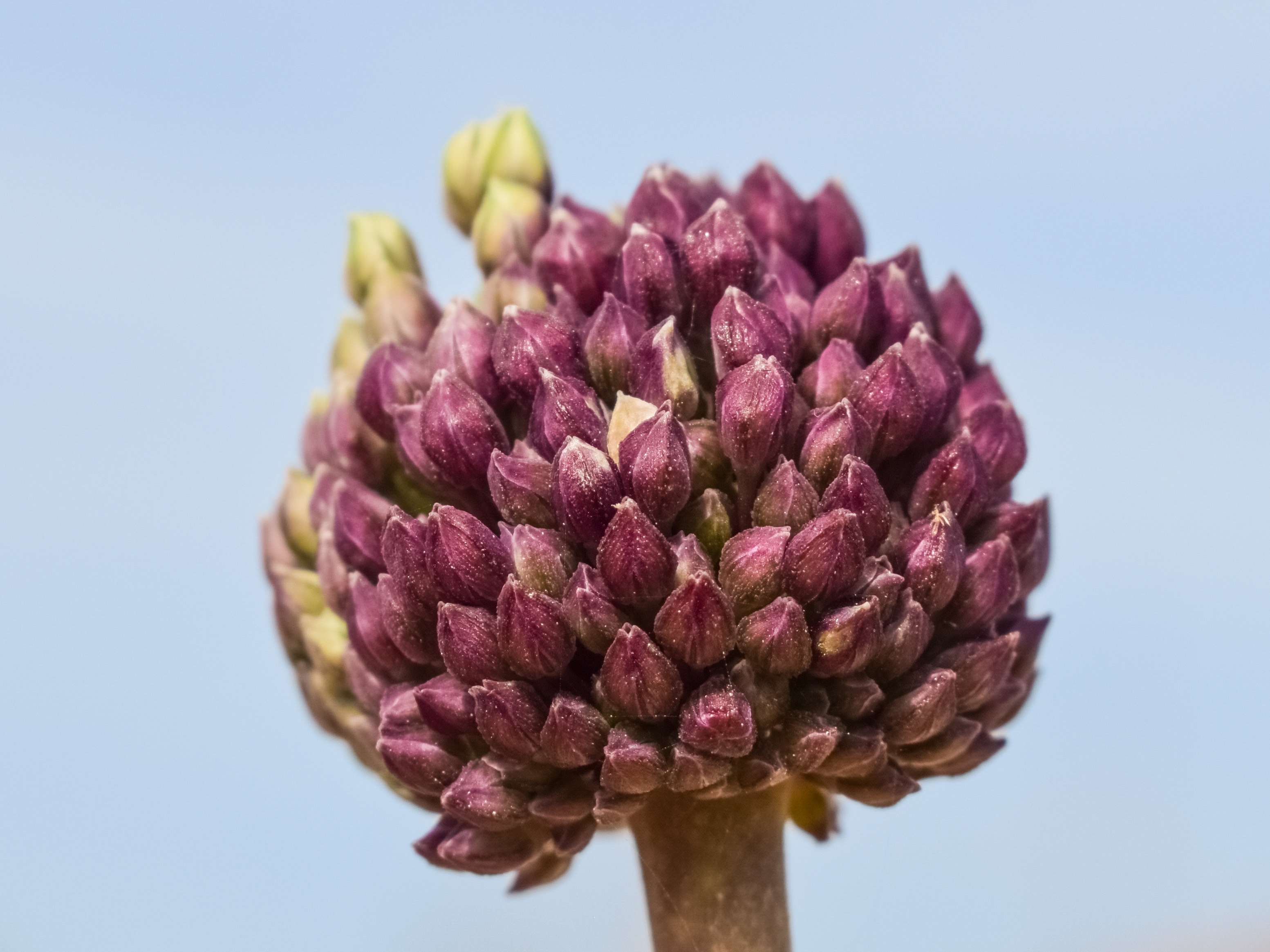 Allium Wildflower Spring free image download
