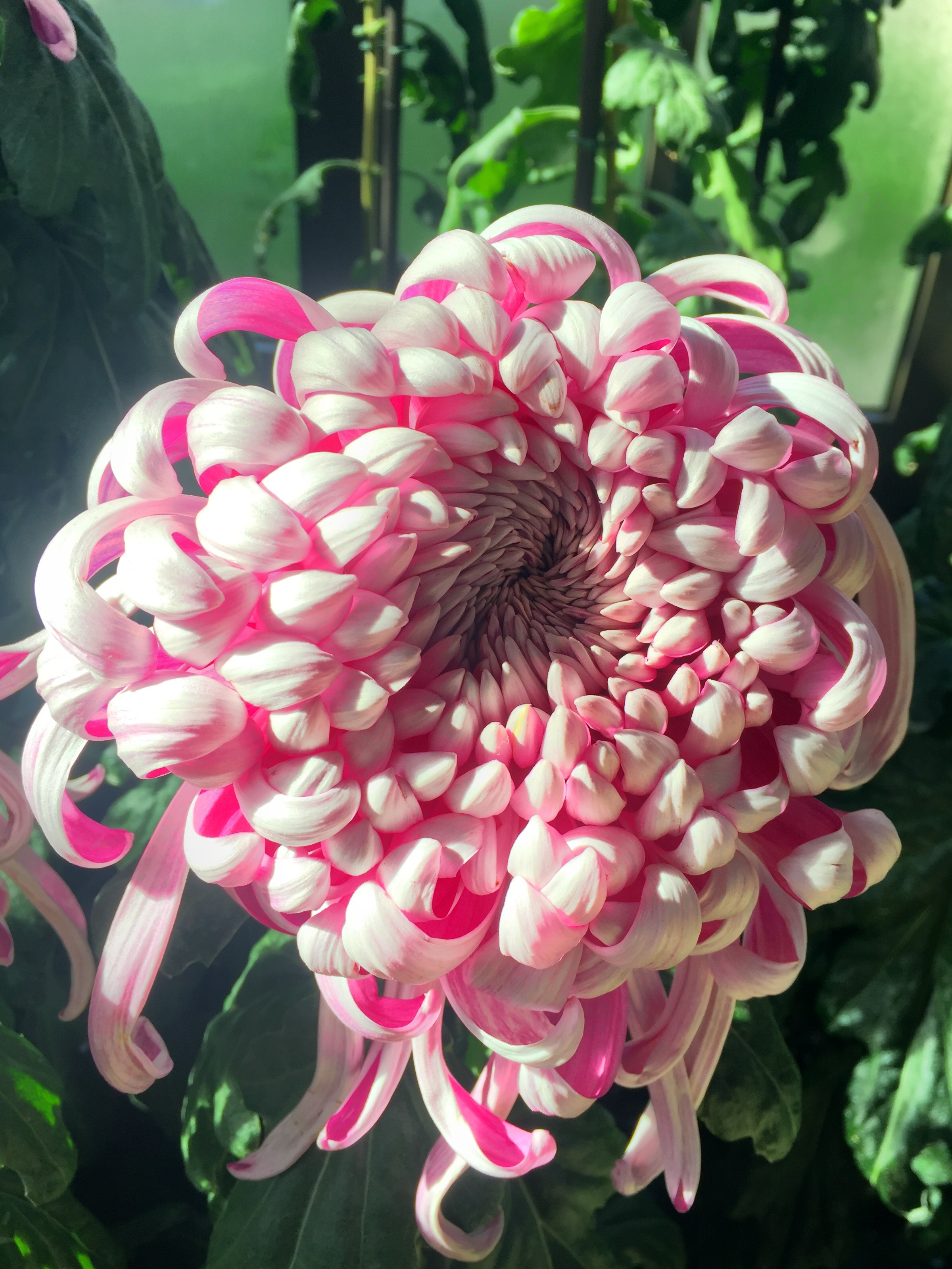 Flower Mum Pink free image download