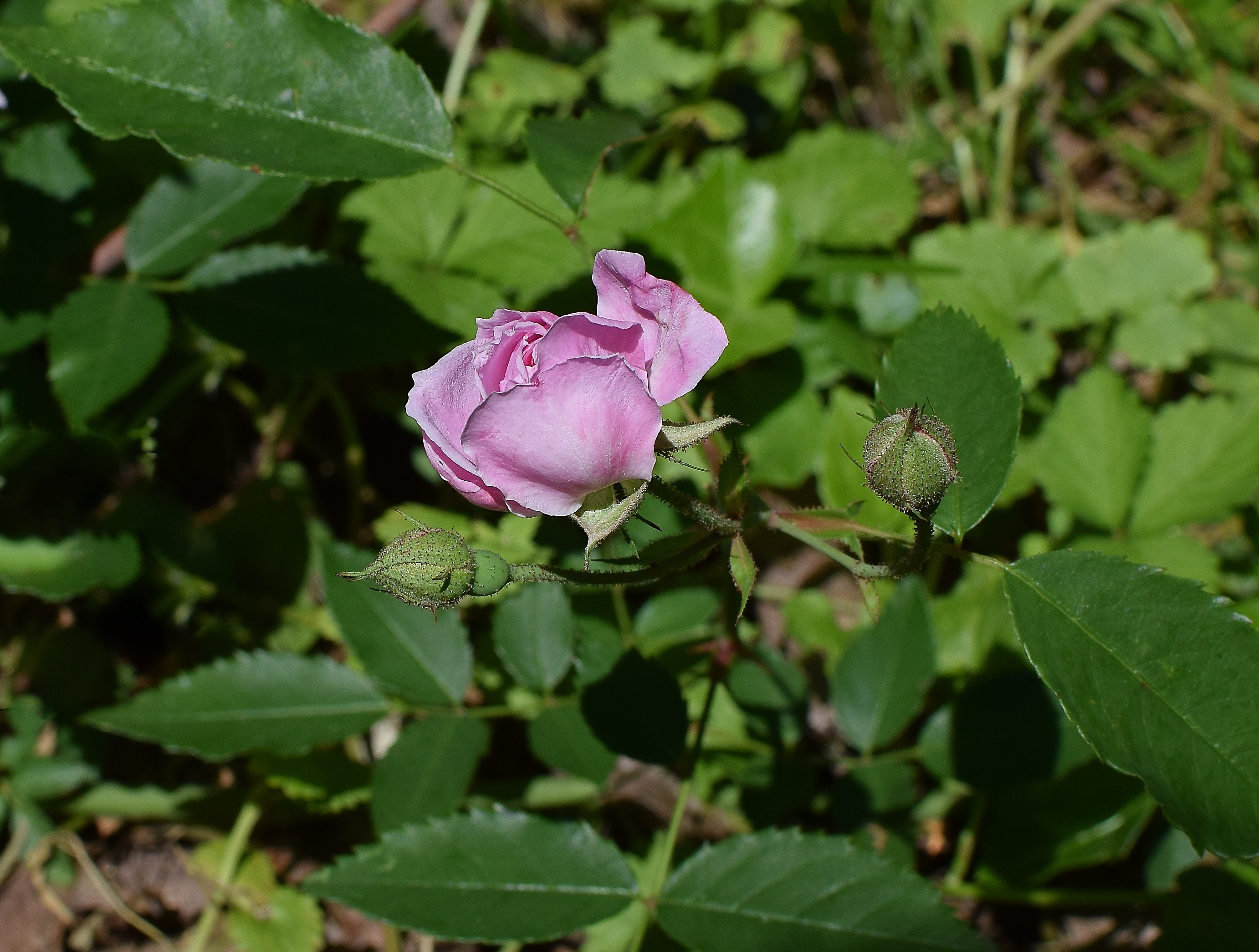 Tea Rose With Buds Small free image download