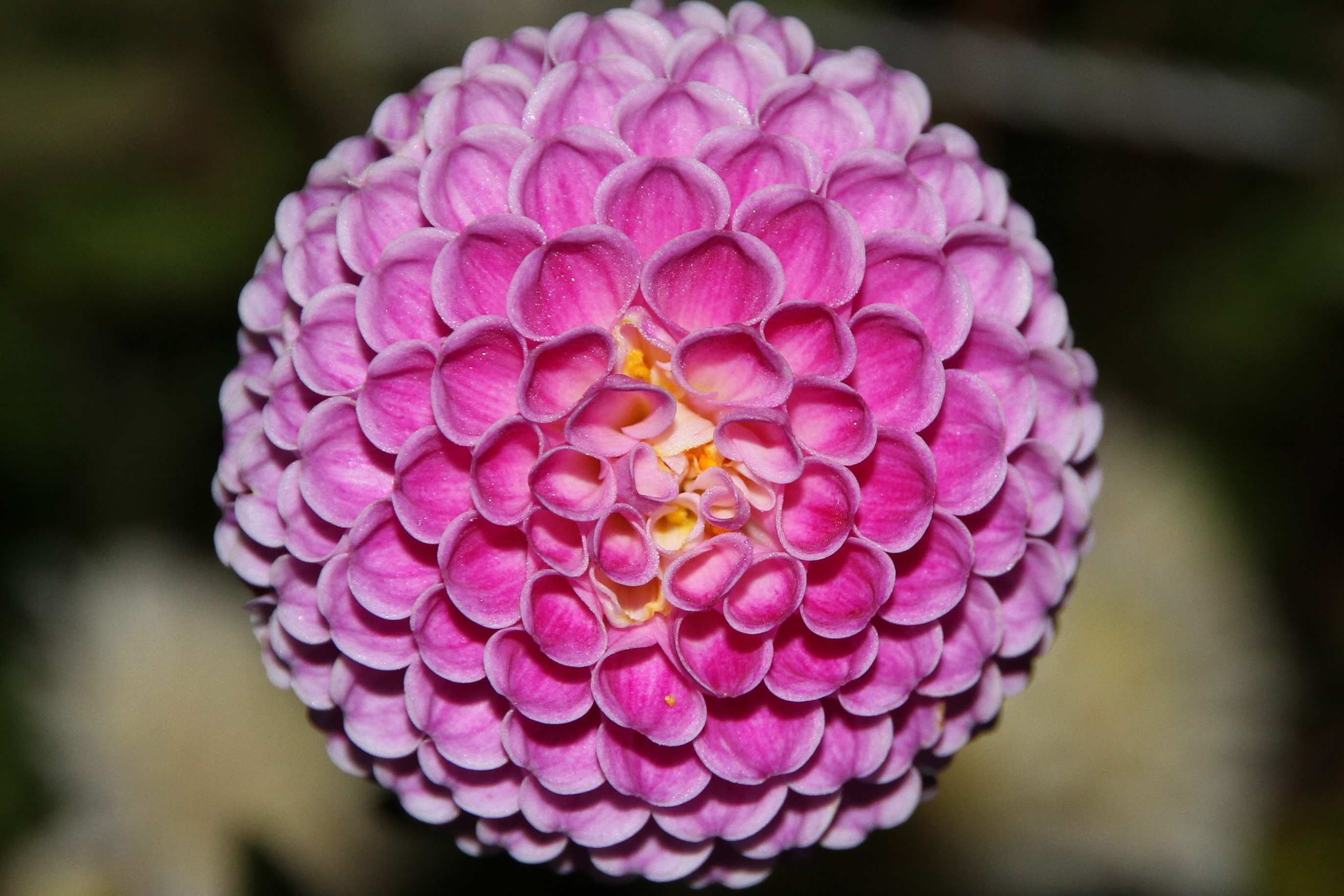Dalia Flower Geometry free image download
