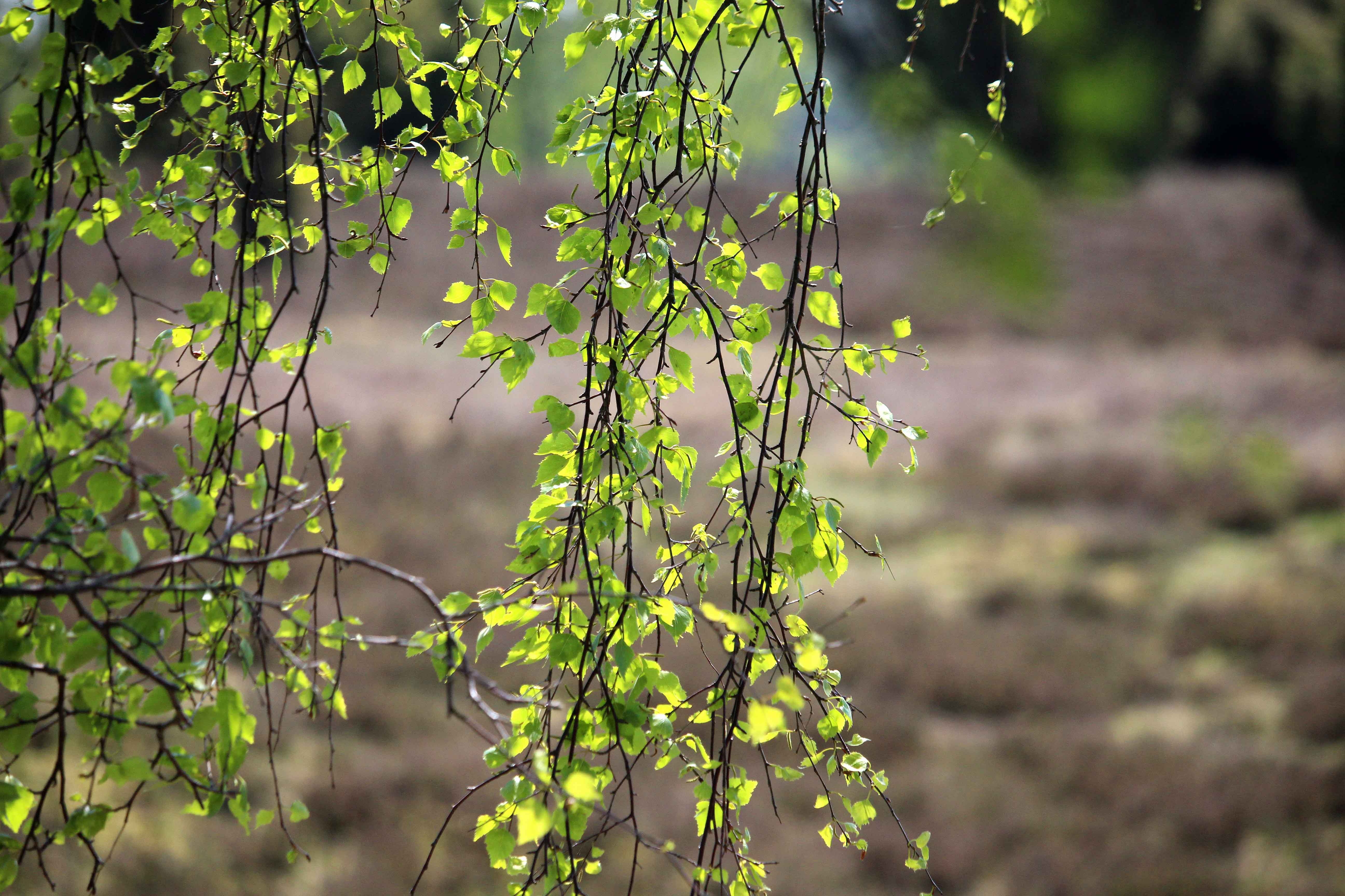 Heide Wilseder Berg Nature free image download