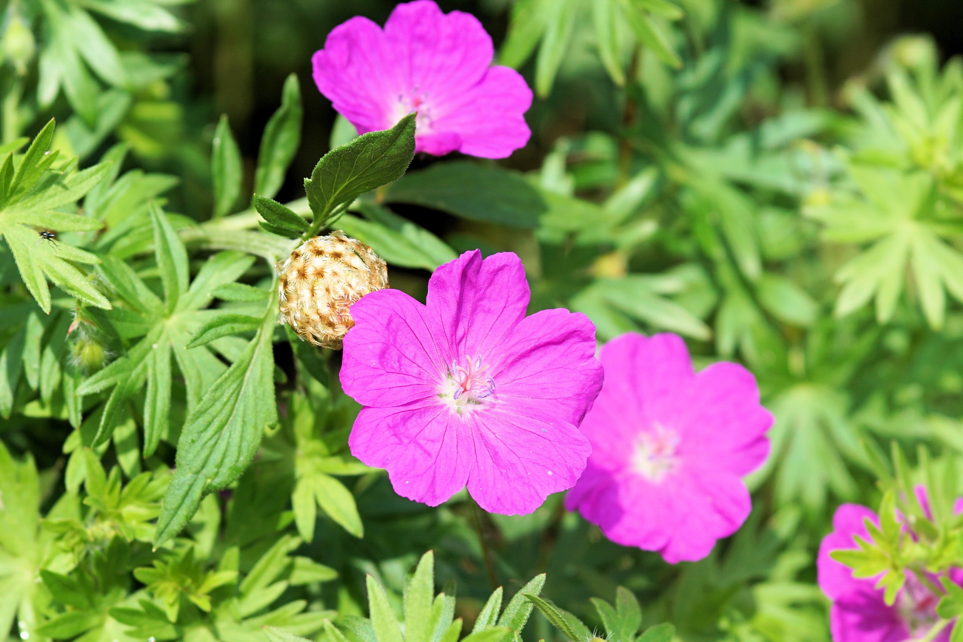 Flowers Plant free image download