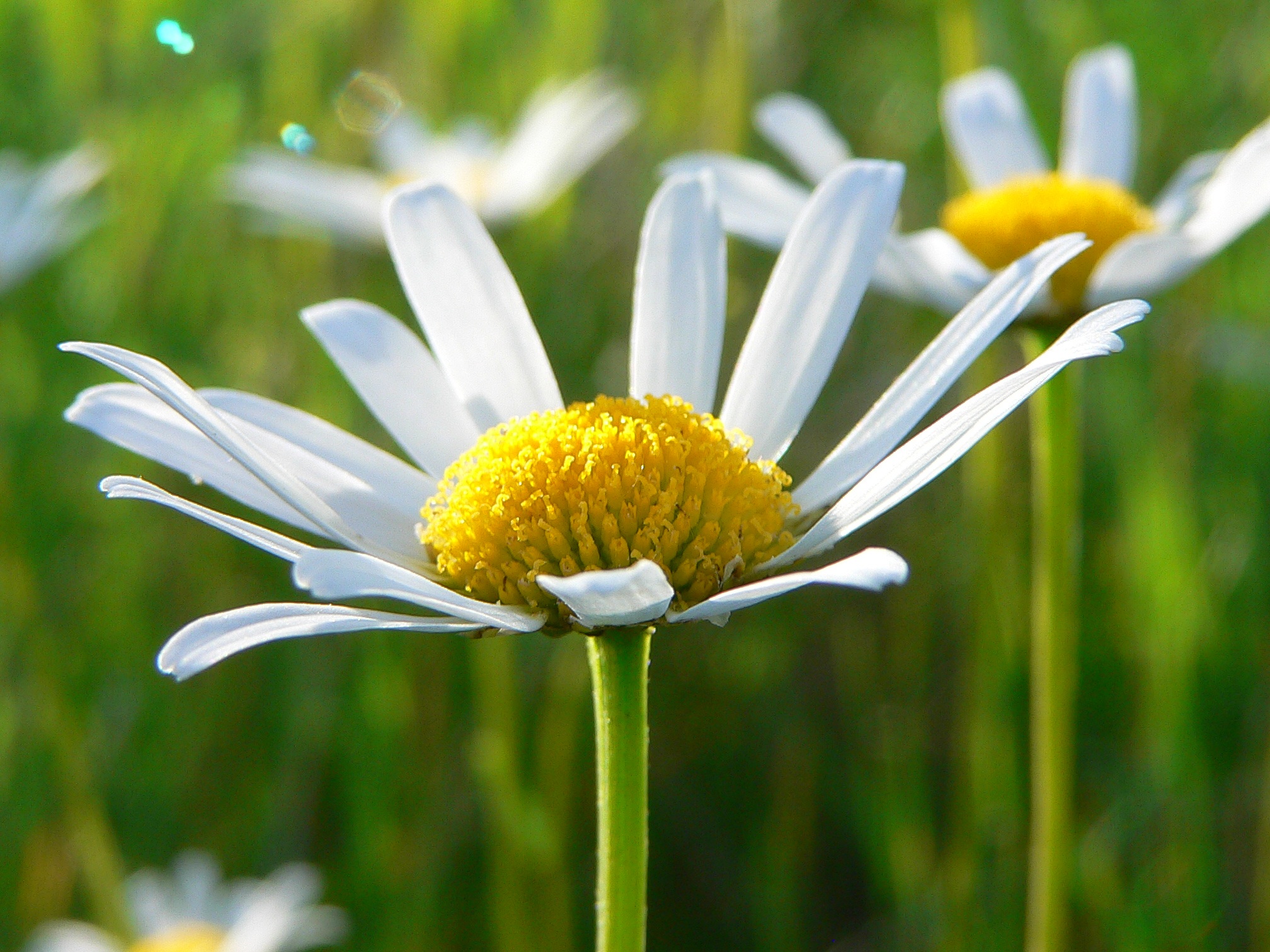 Daisy Flower Nature free image download