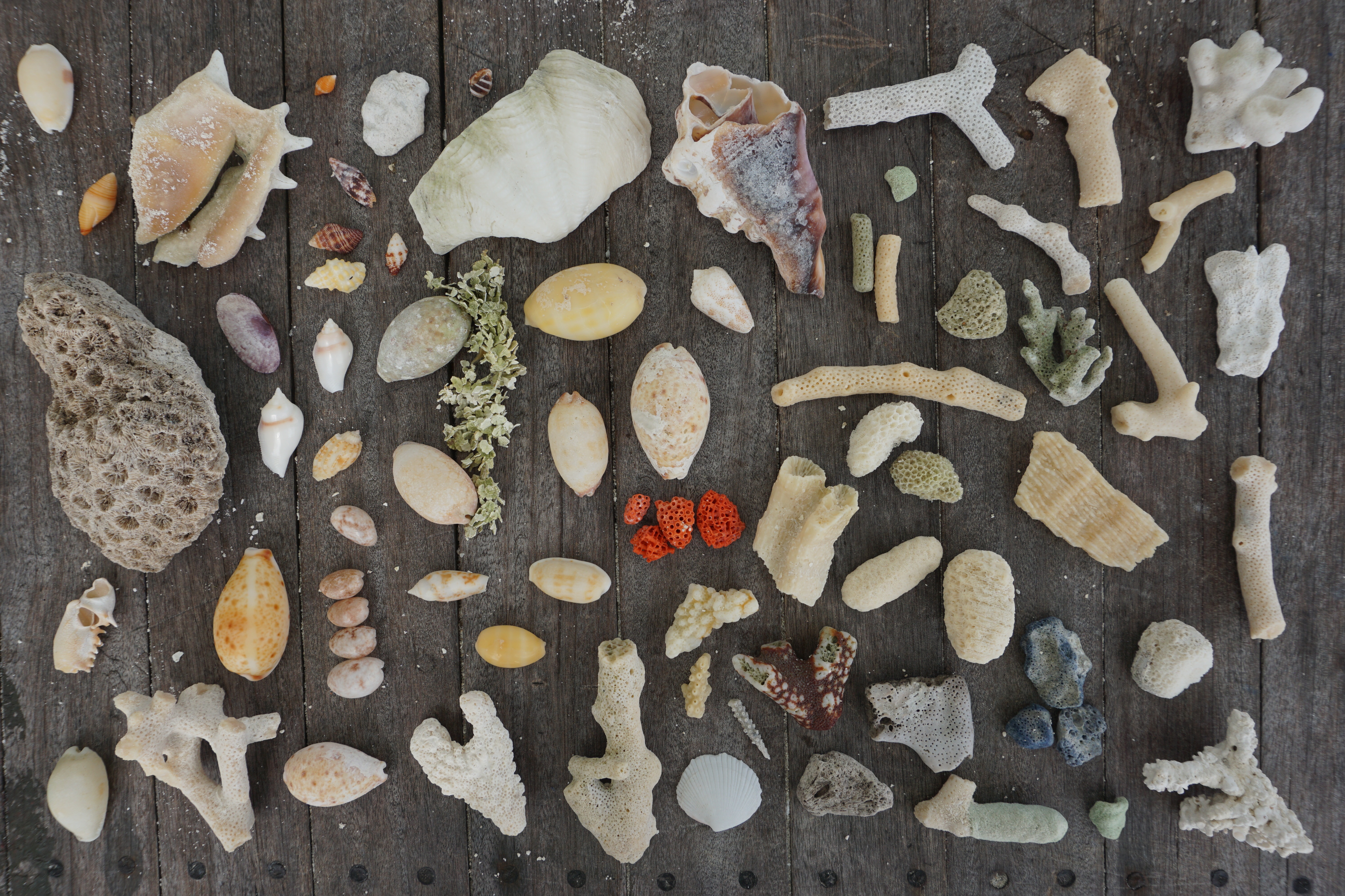 Shell Coral Sea free image download