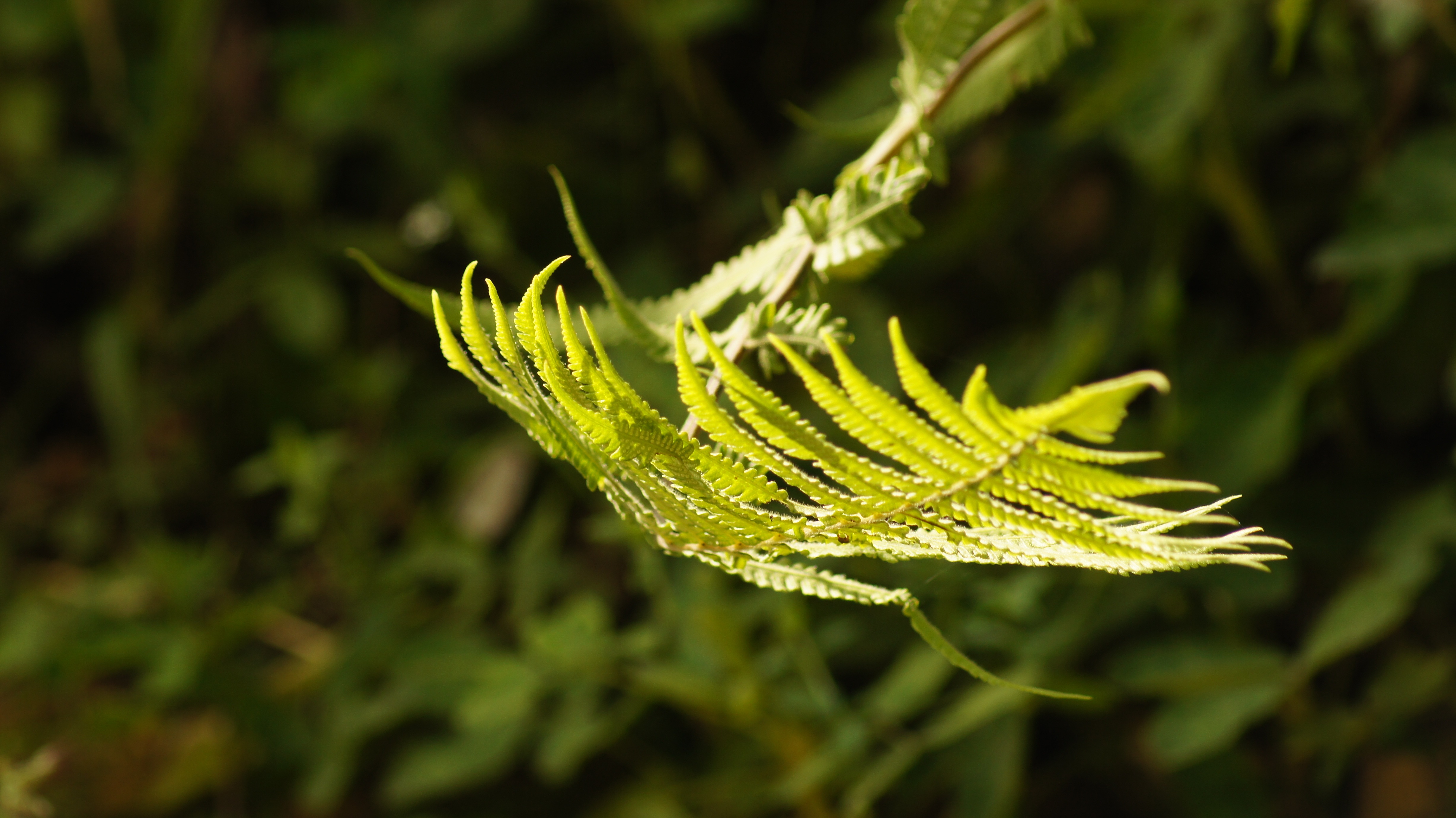 Area Kettle The free image download