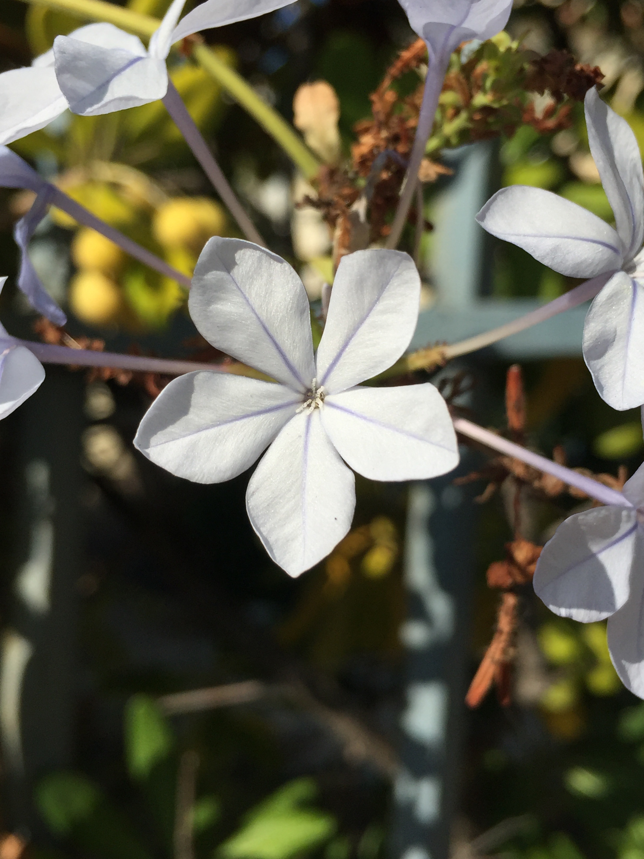 Flower White Petals free image download