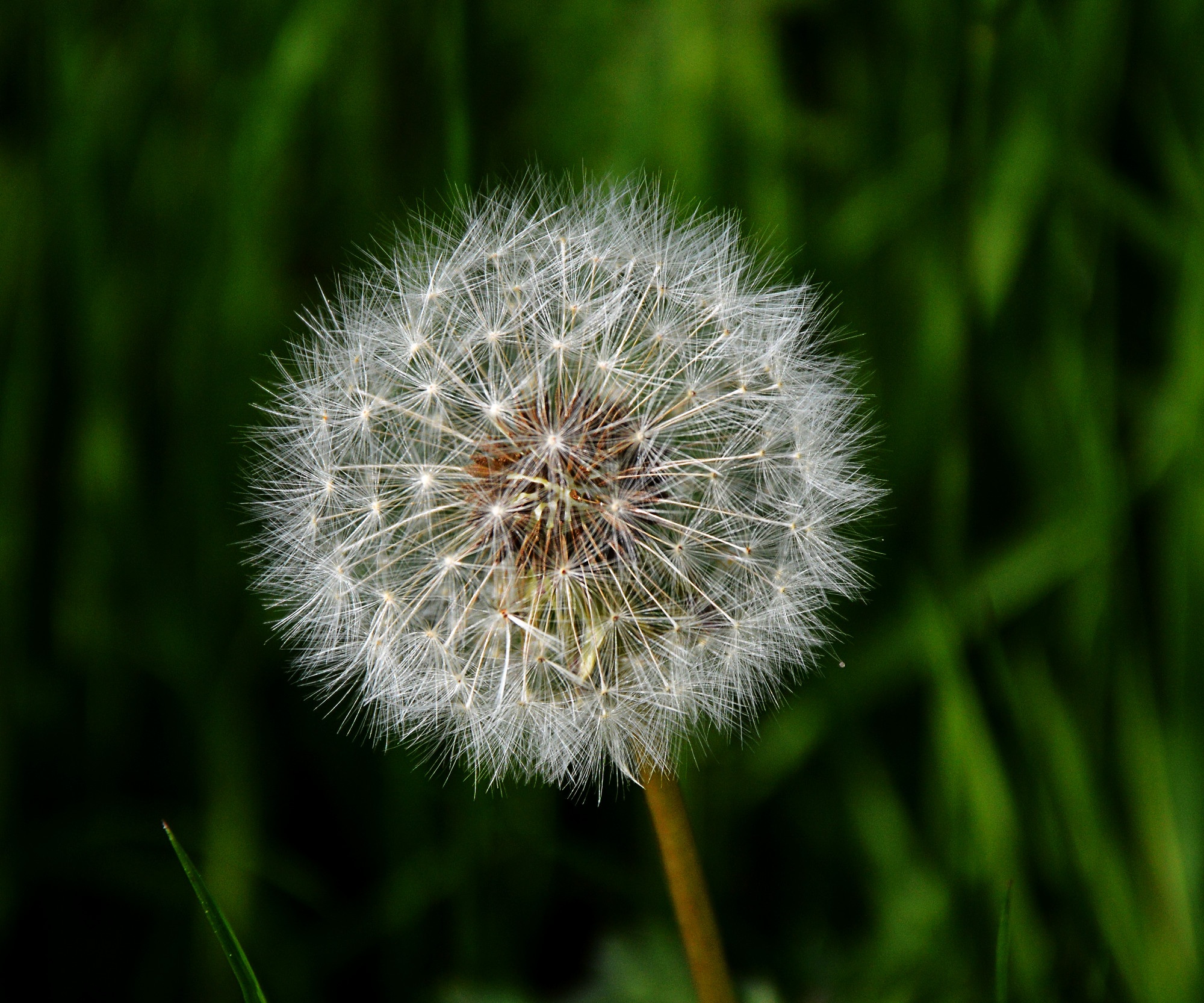 Dandelion Nature free image download