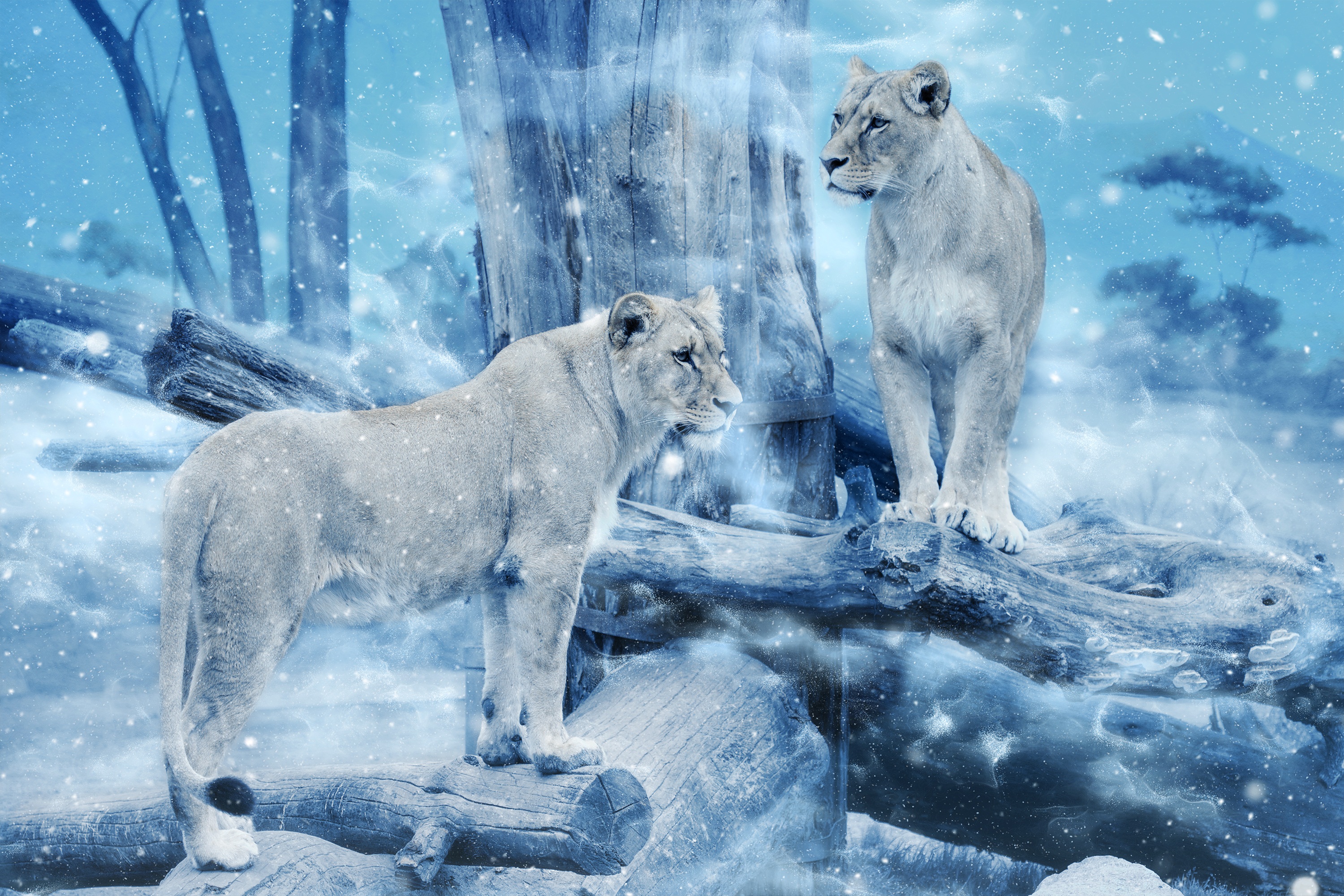 Lioness cat snow animal art free image download