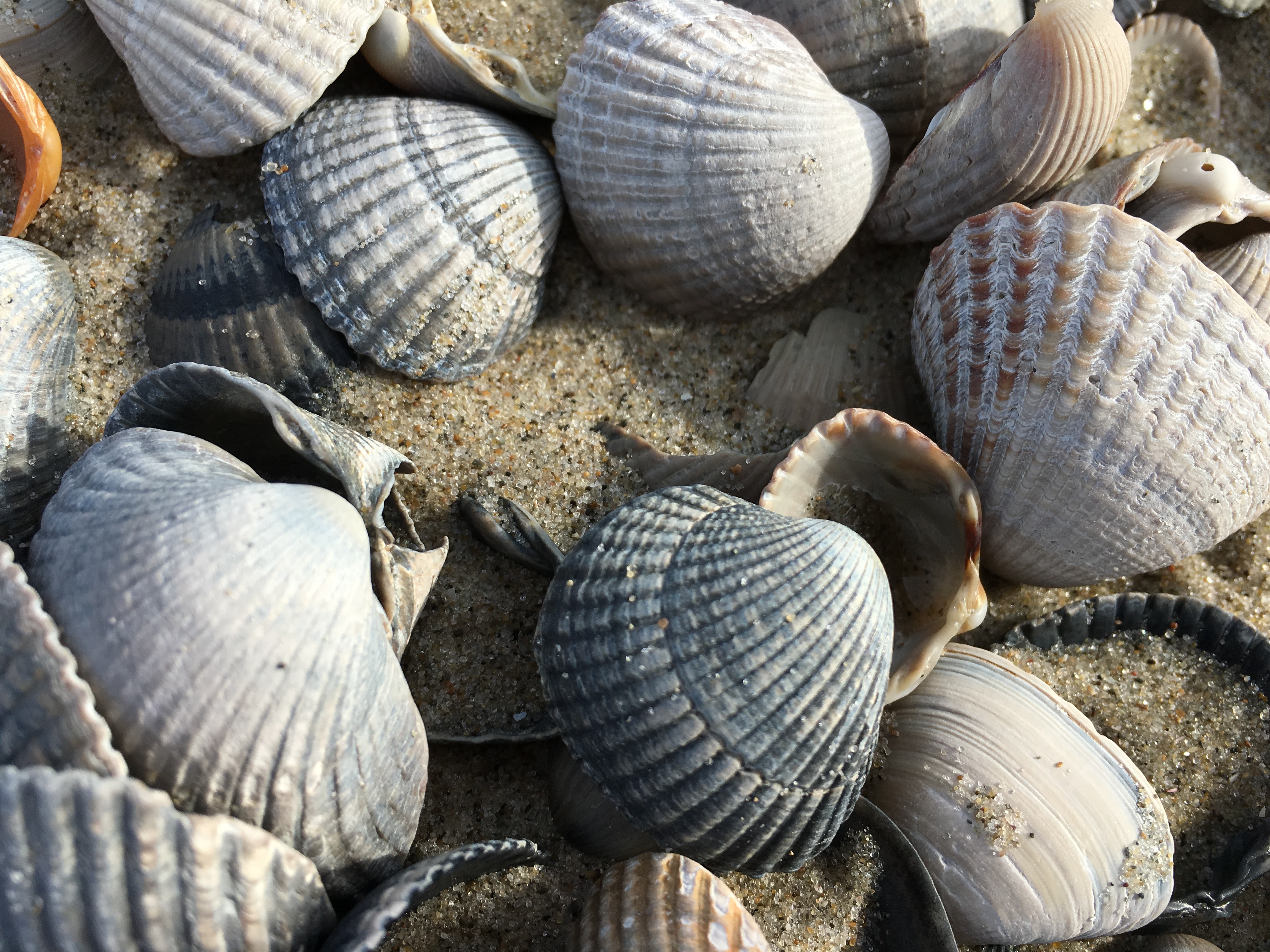 Mussels Sea free image download