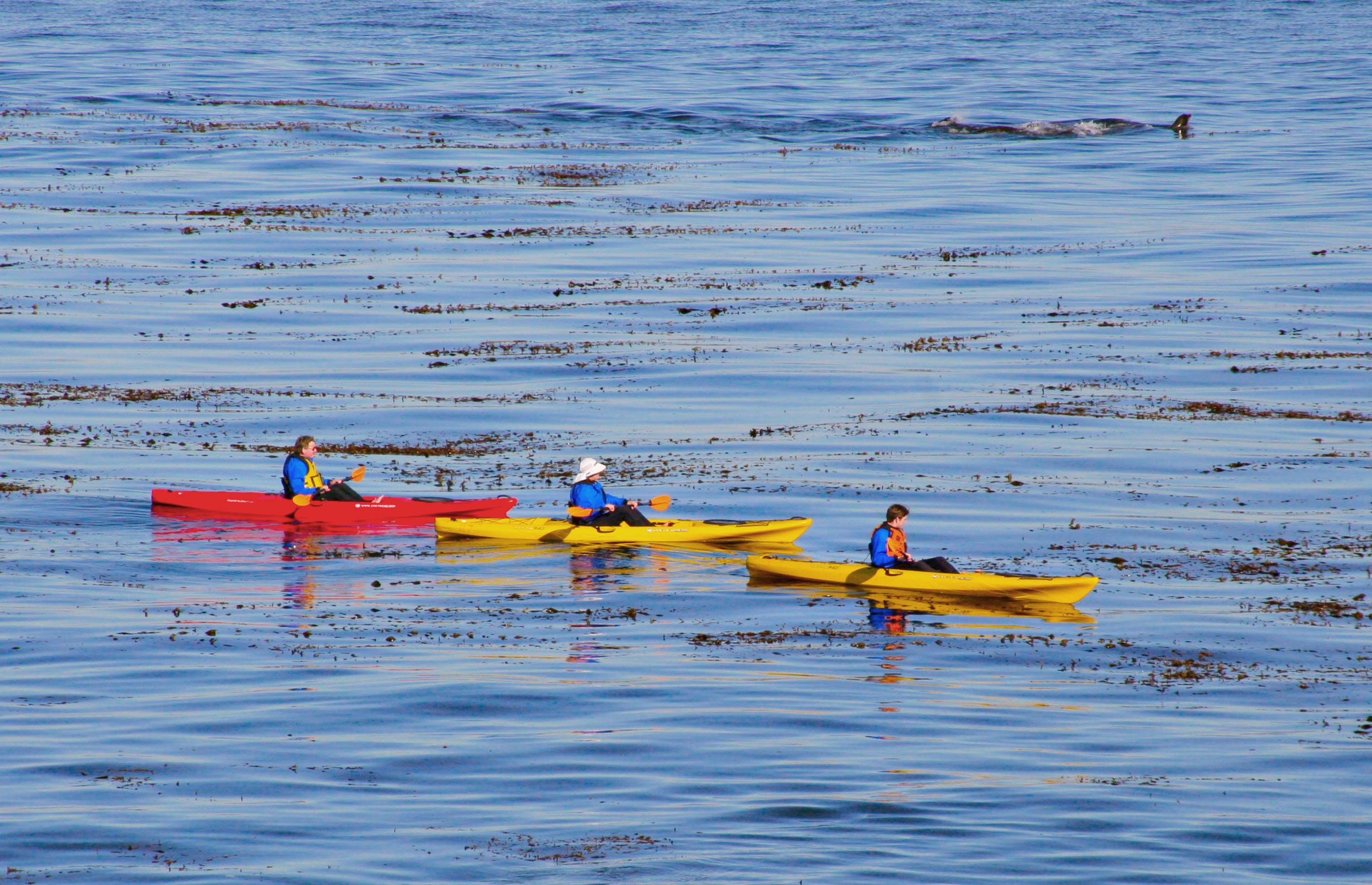 Kayak Boat Ocean free image download