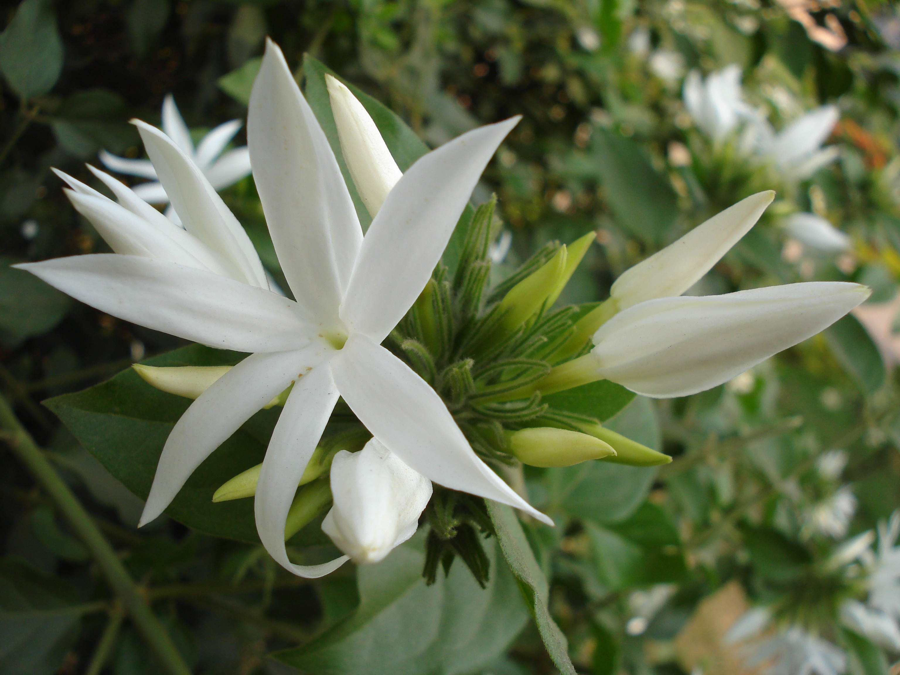 Hosta, fragrant White Flowers in garden free image download