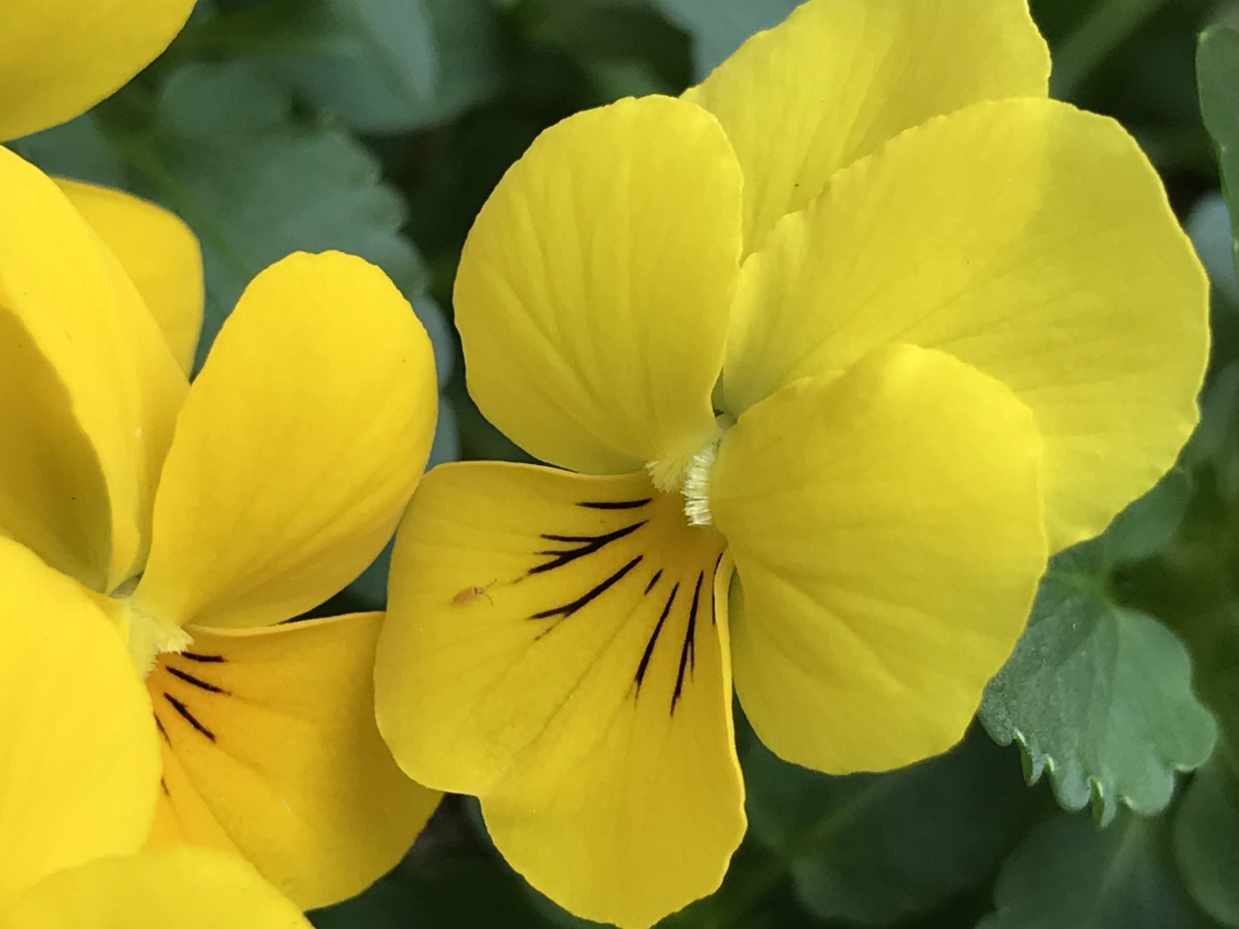 Yellow Bloom Plant free image download