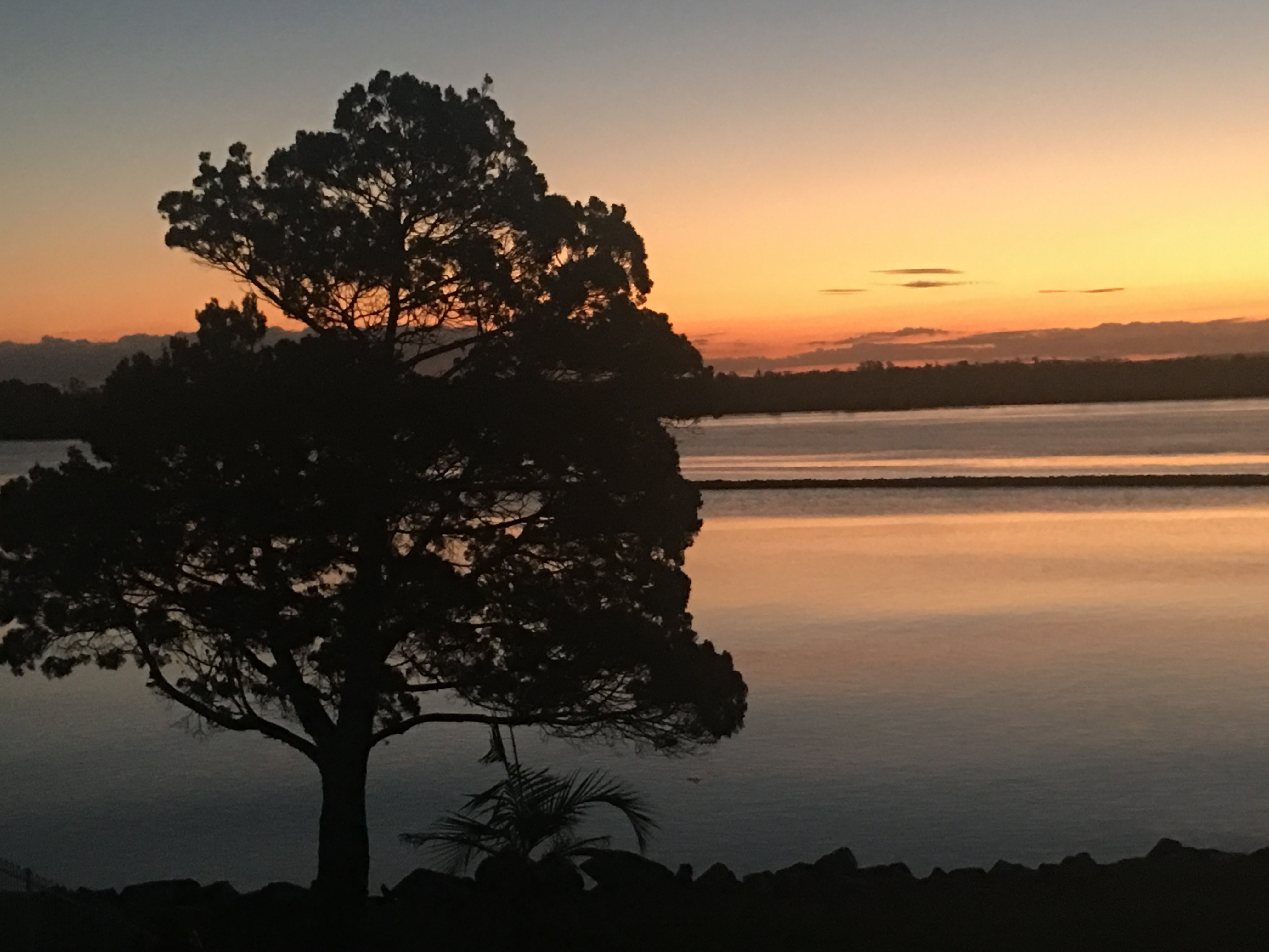 Sunrise Tree free image download