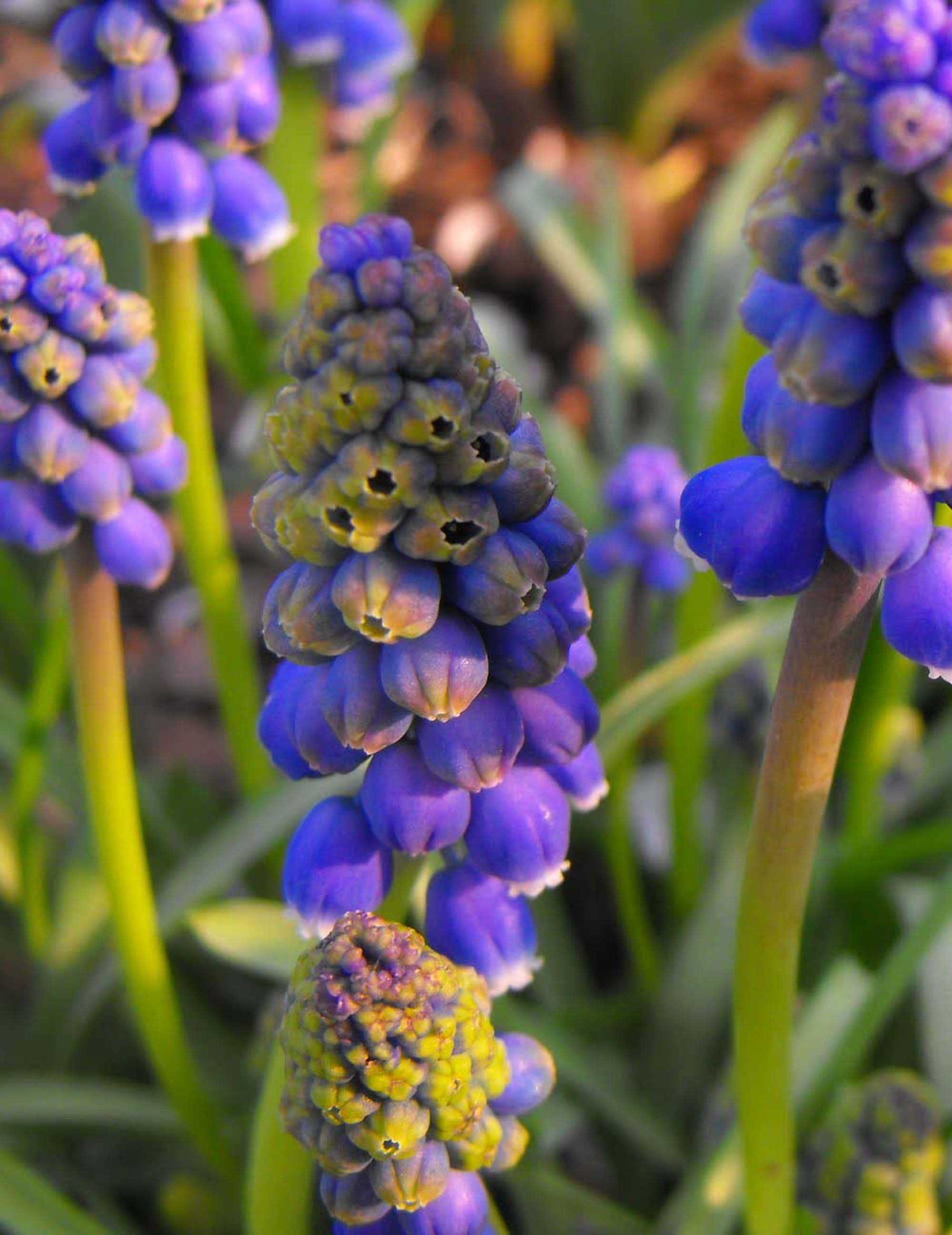 Modrica Modrenka Flower free image download