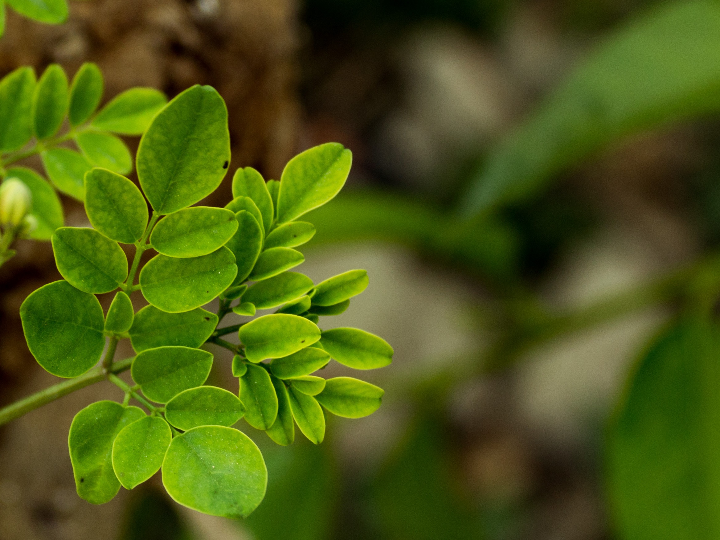 Leaf Small Leaves free image download