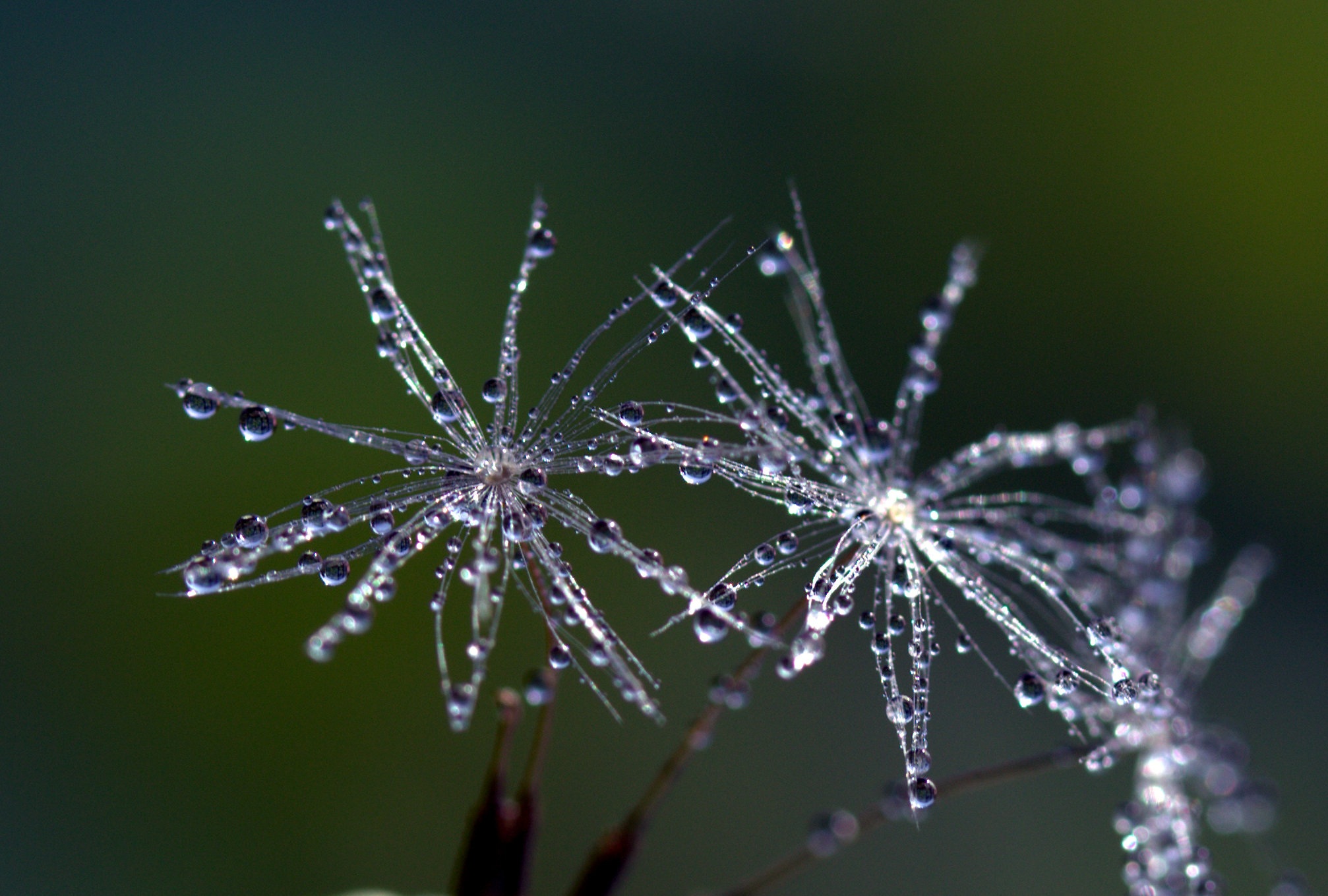Dandelion Drops Macro free image download