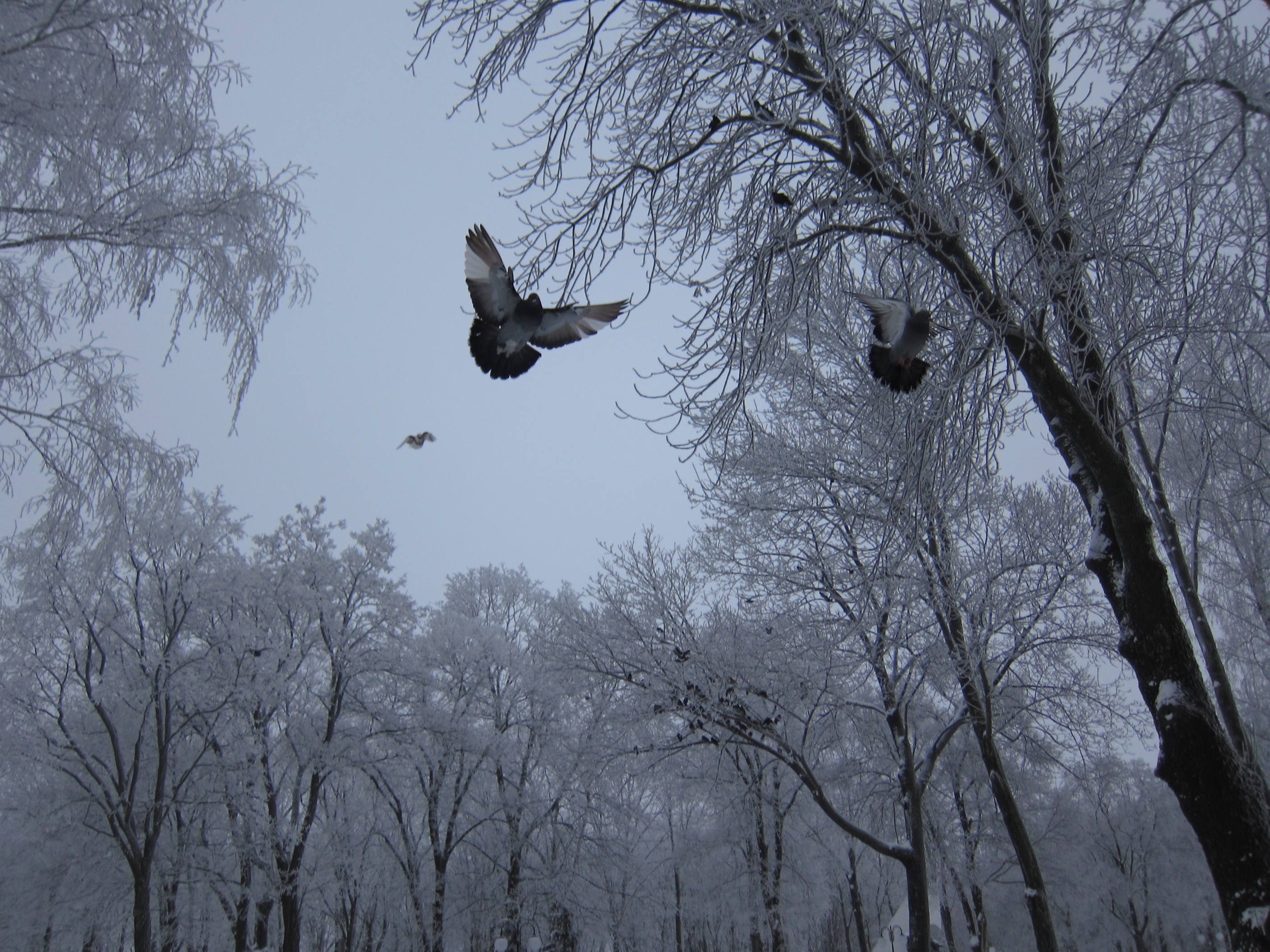 Winter Dove Snow free image download