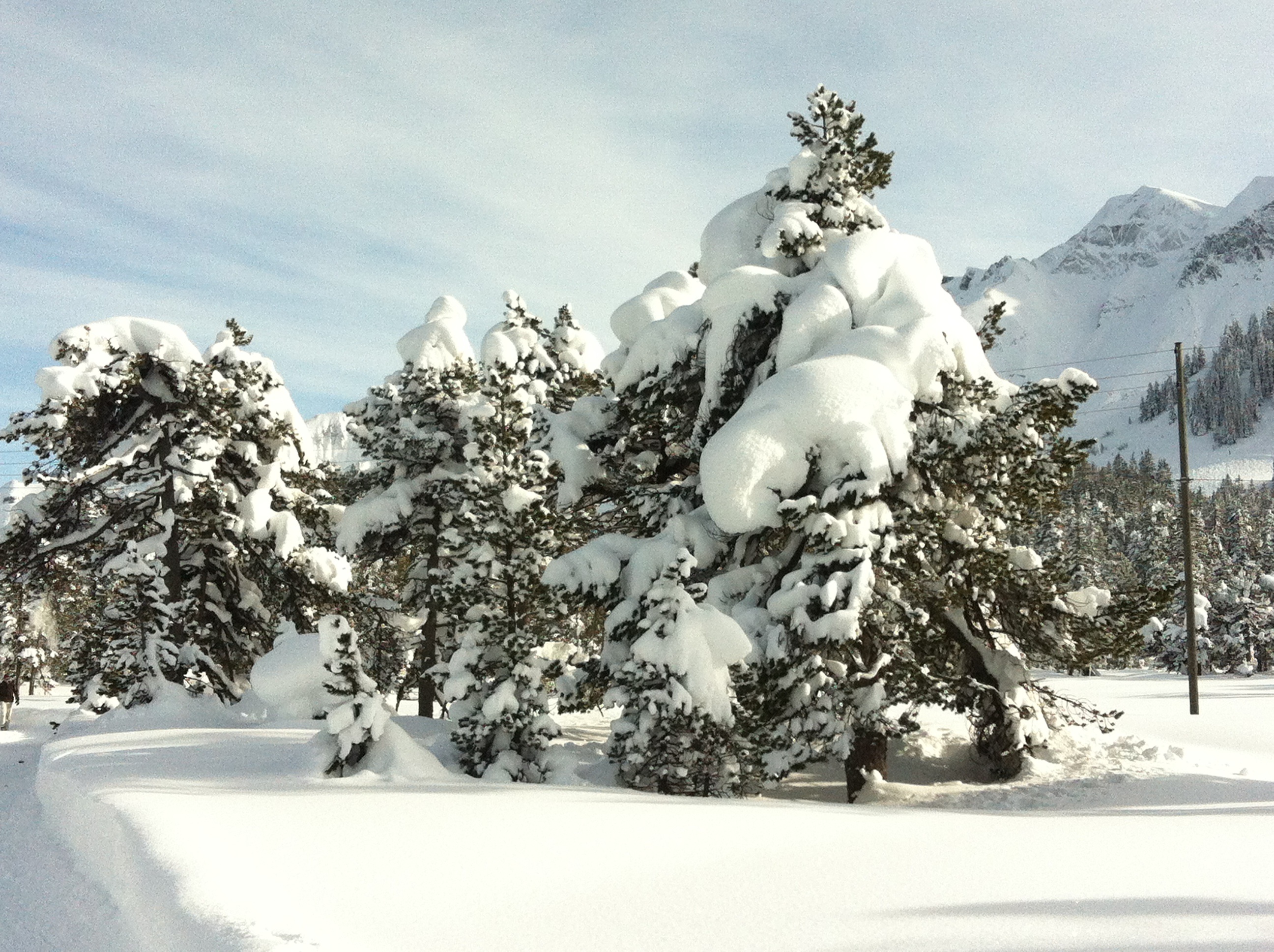 Snow Wintry Tree free image download