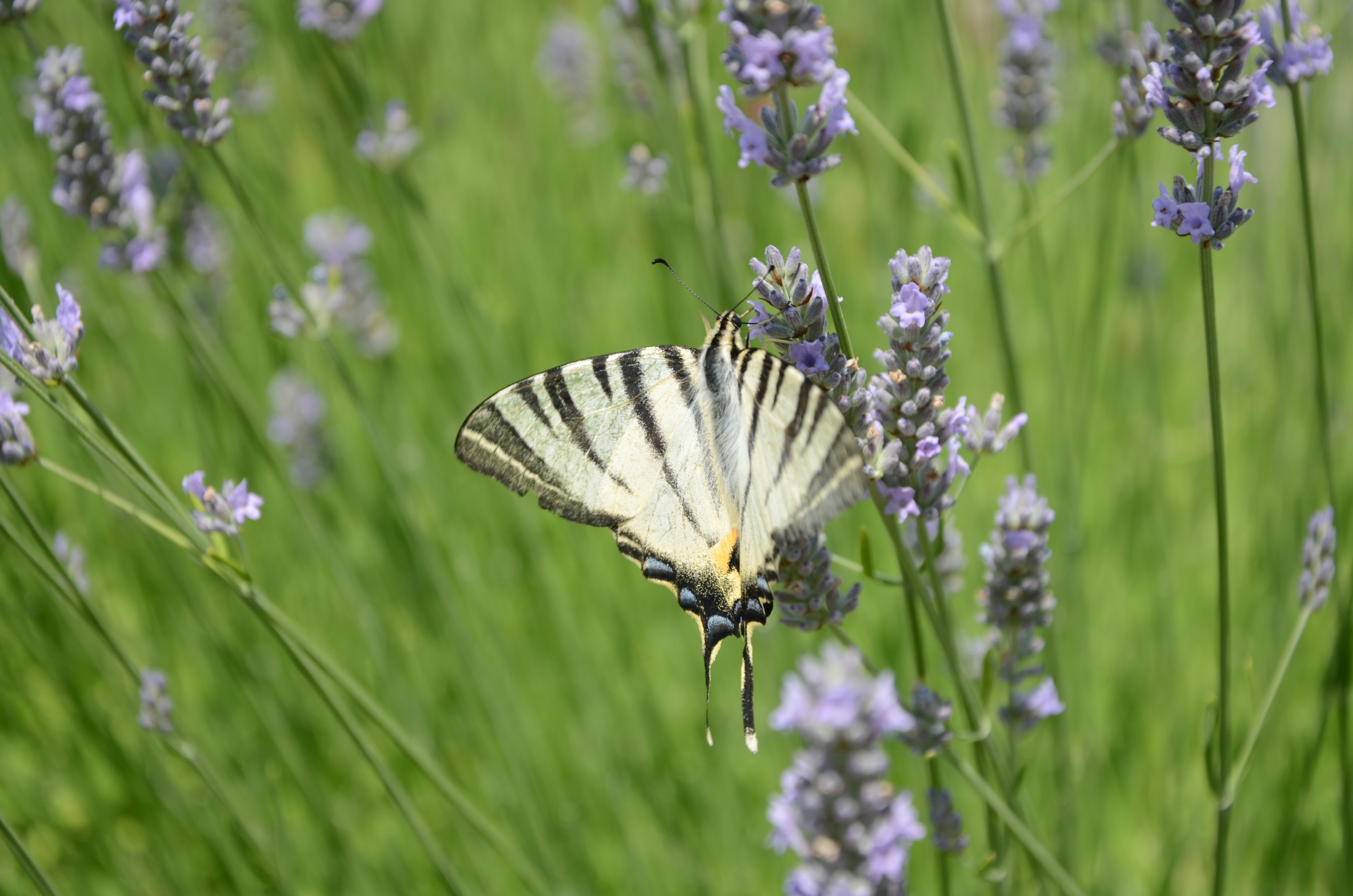 Butterfly Lavender Field Of free image download