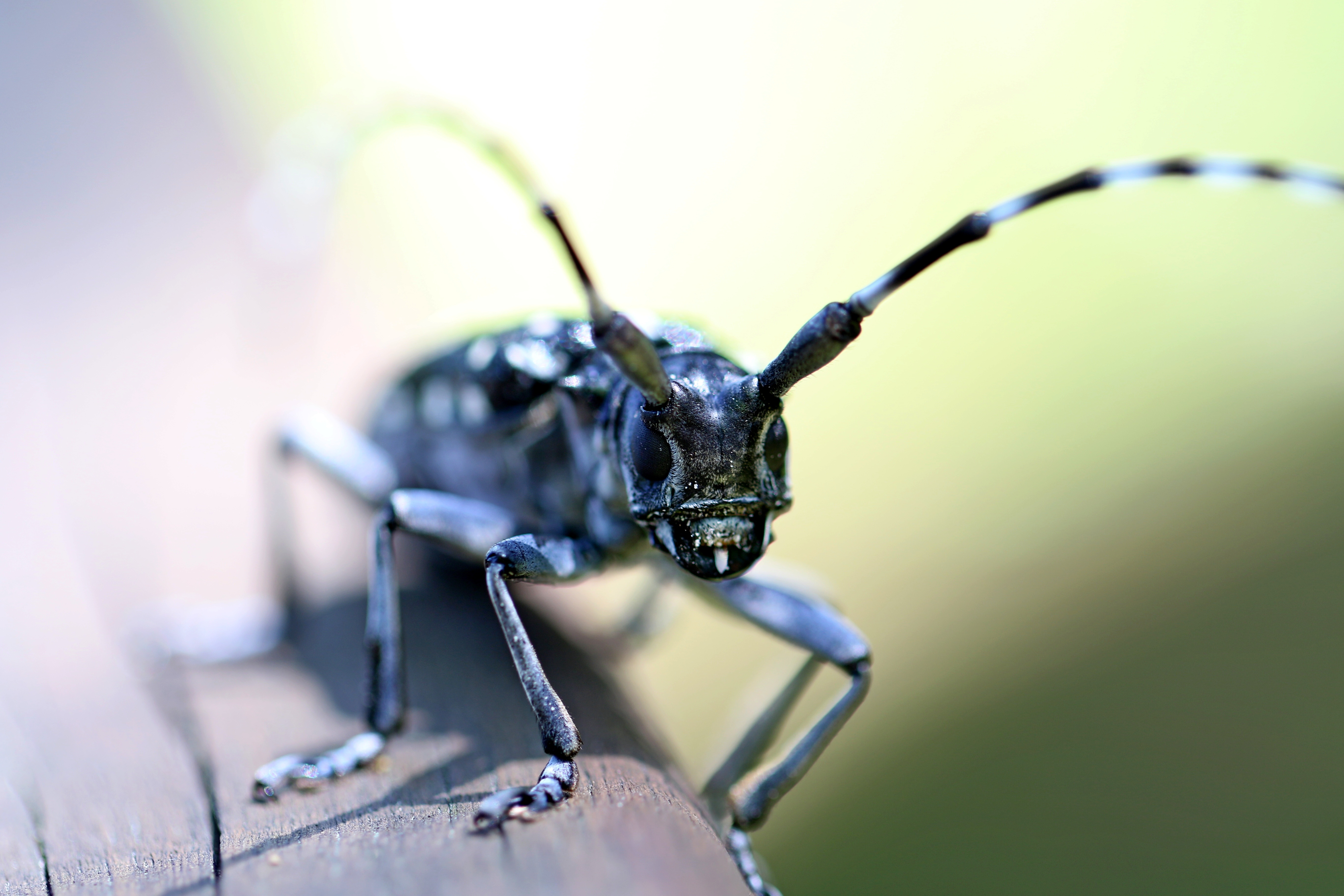 Alrak Long-Horned Beetle Bug free image download