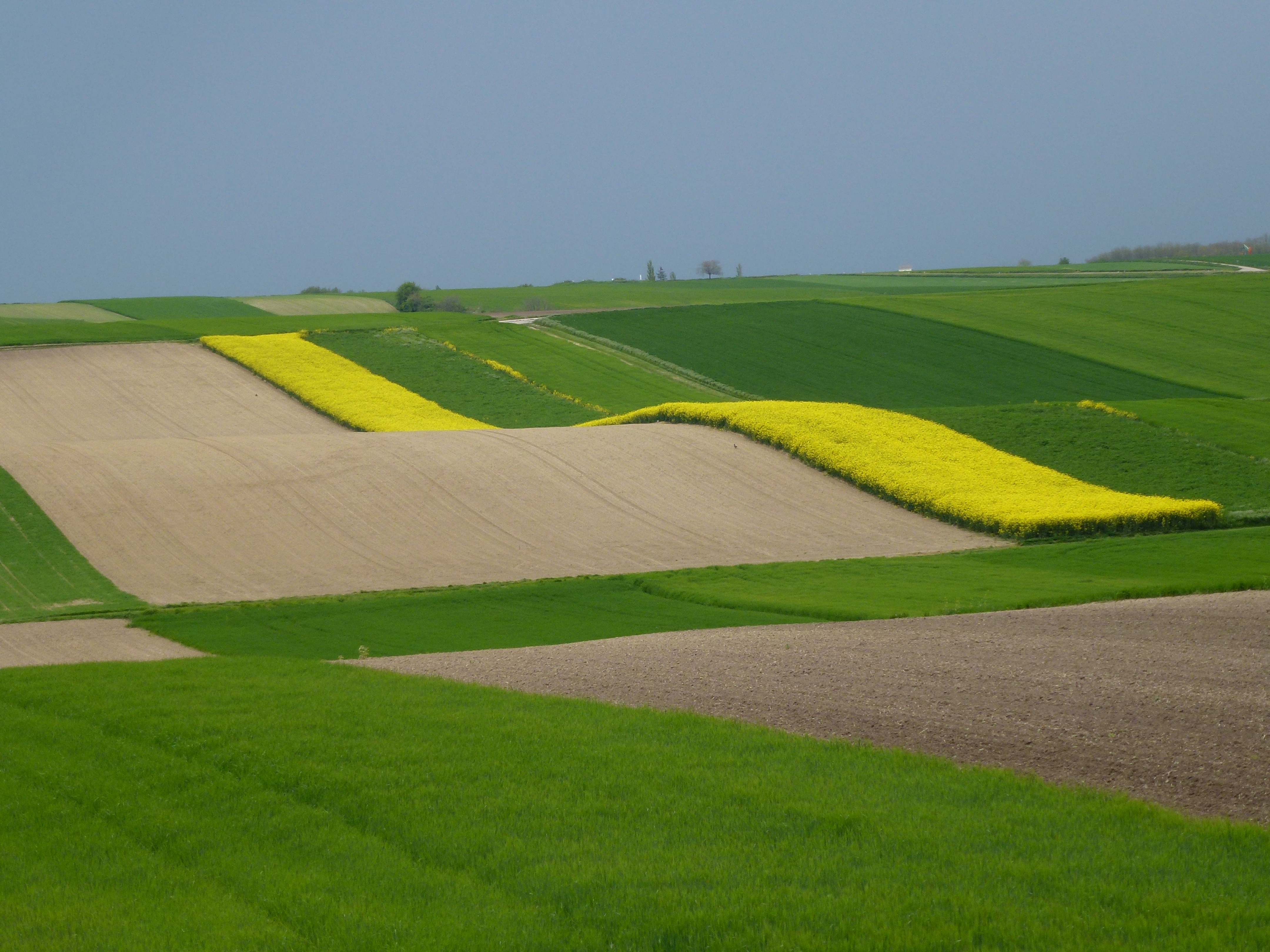 Field Of Rapeseeds Landscape free image download