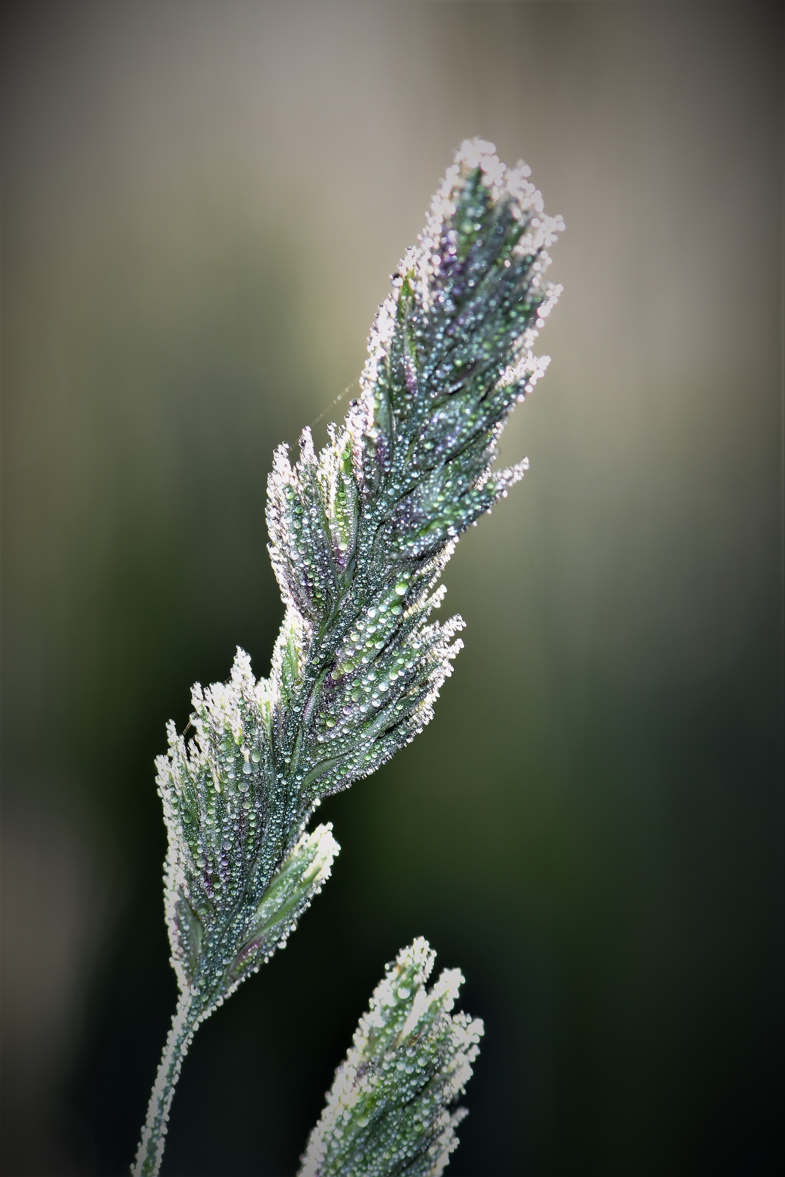 Blade Of Grass Halm free image download
