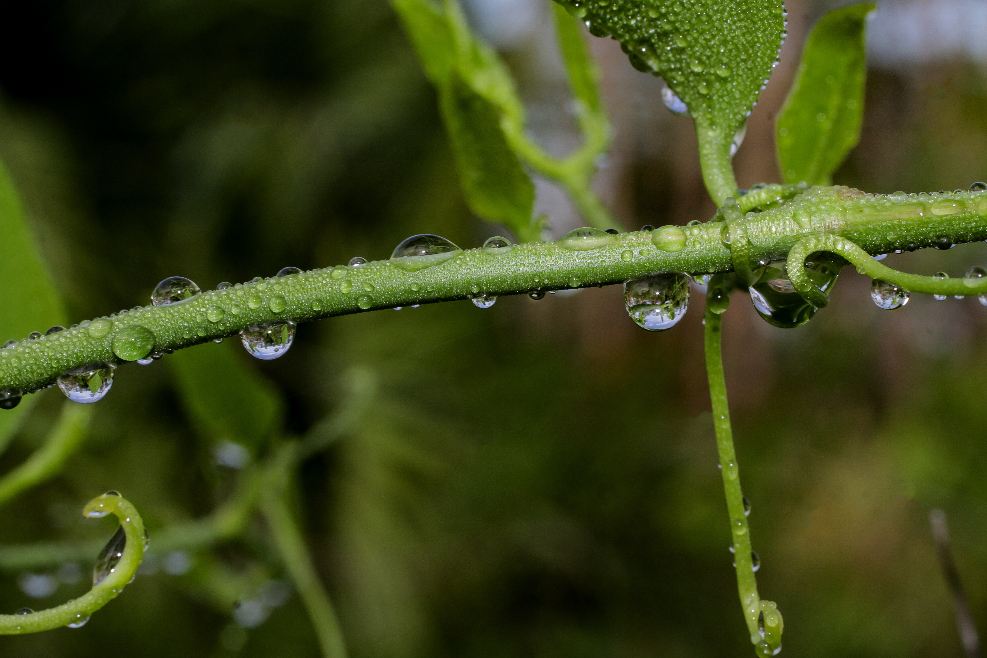 Water Drops Nature free image download