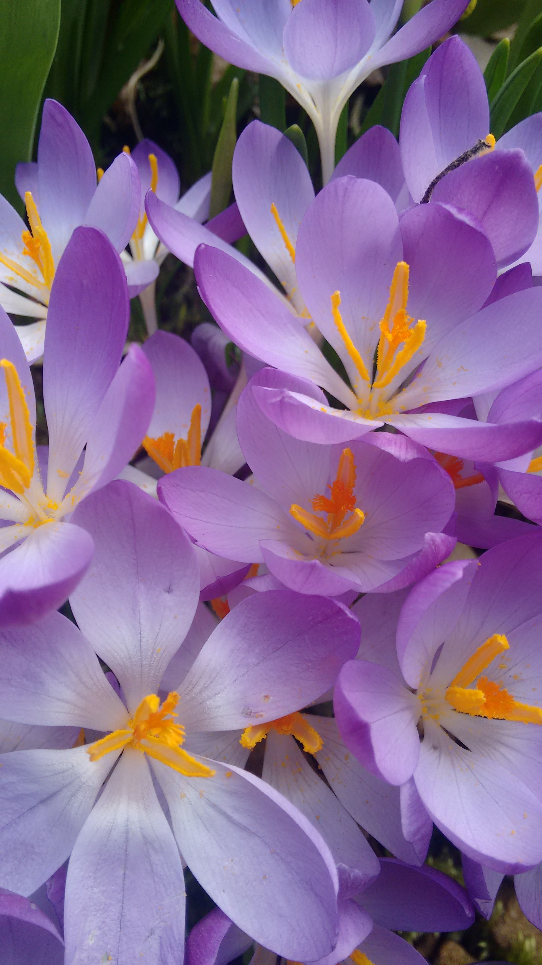 Spring pink crocus free image download