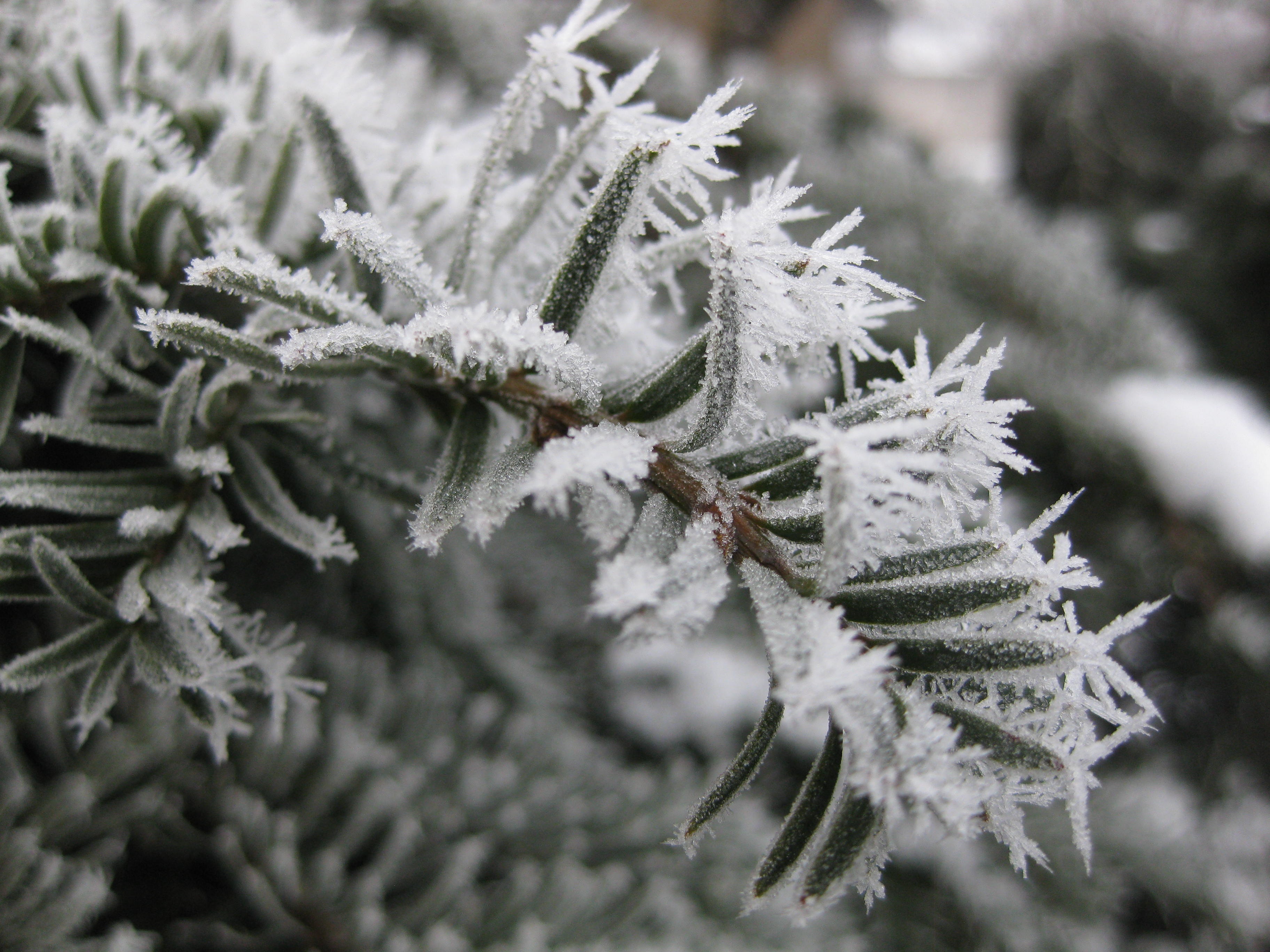 Ice Crystals Frozen Cold free image download