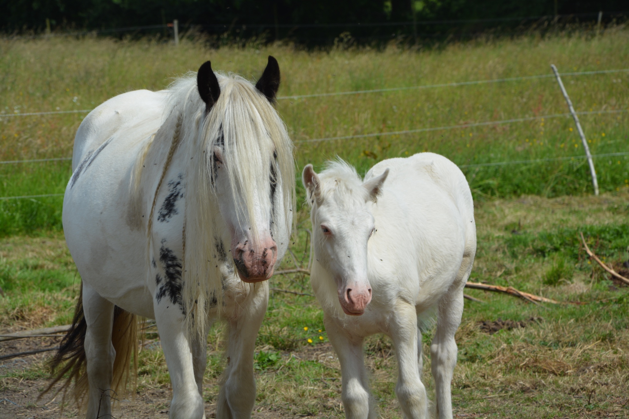 Mare Foal Irish-Cob free image download