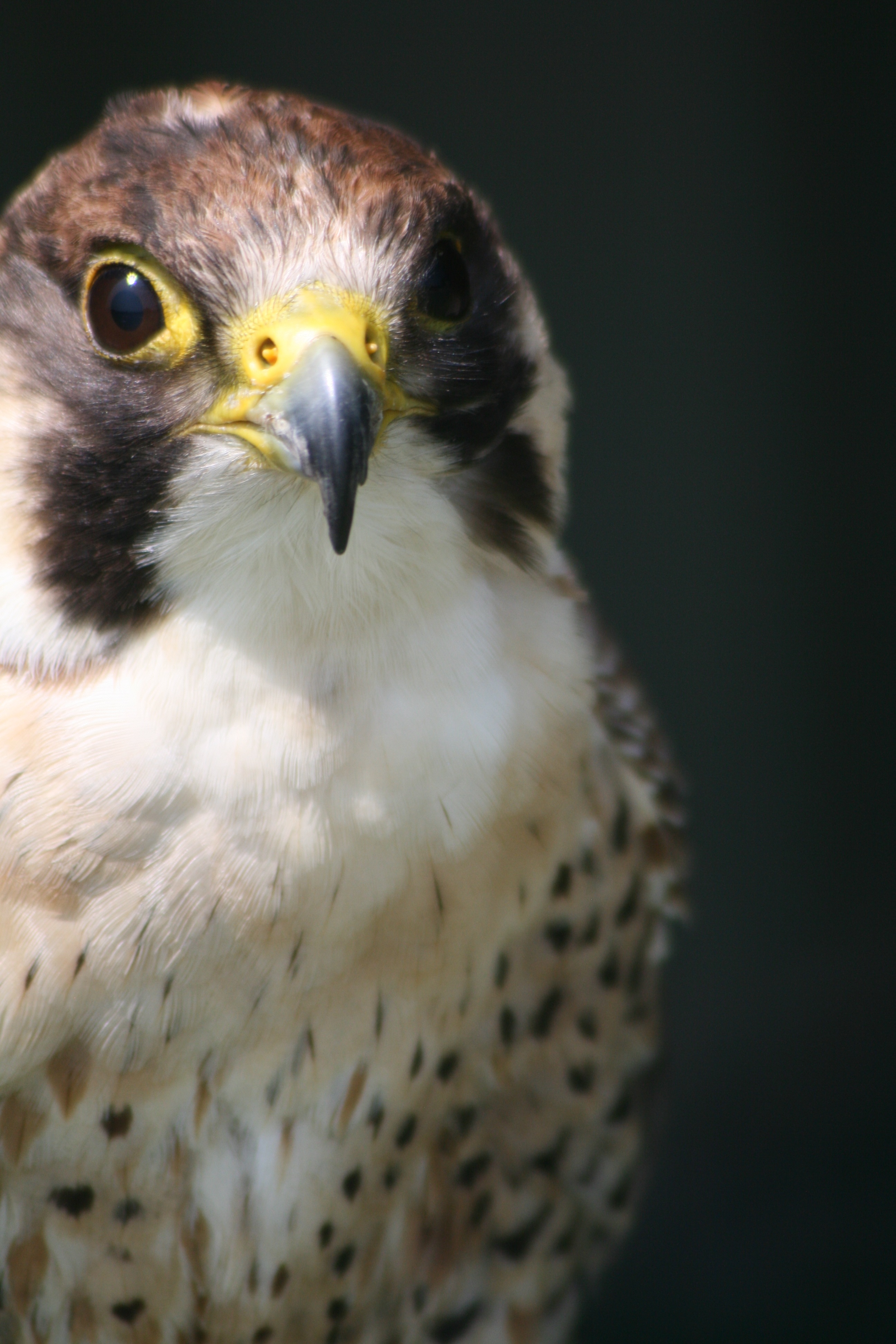 Bird Of Prey Beak free image download