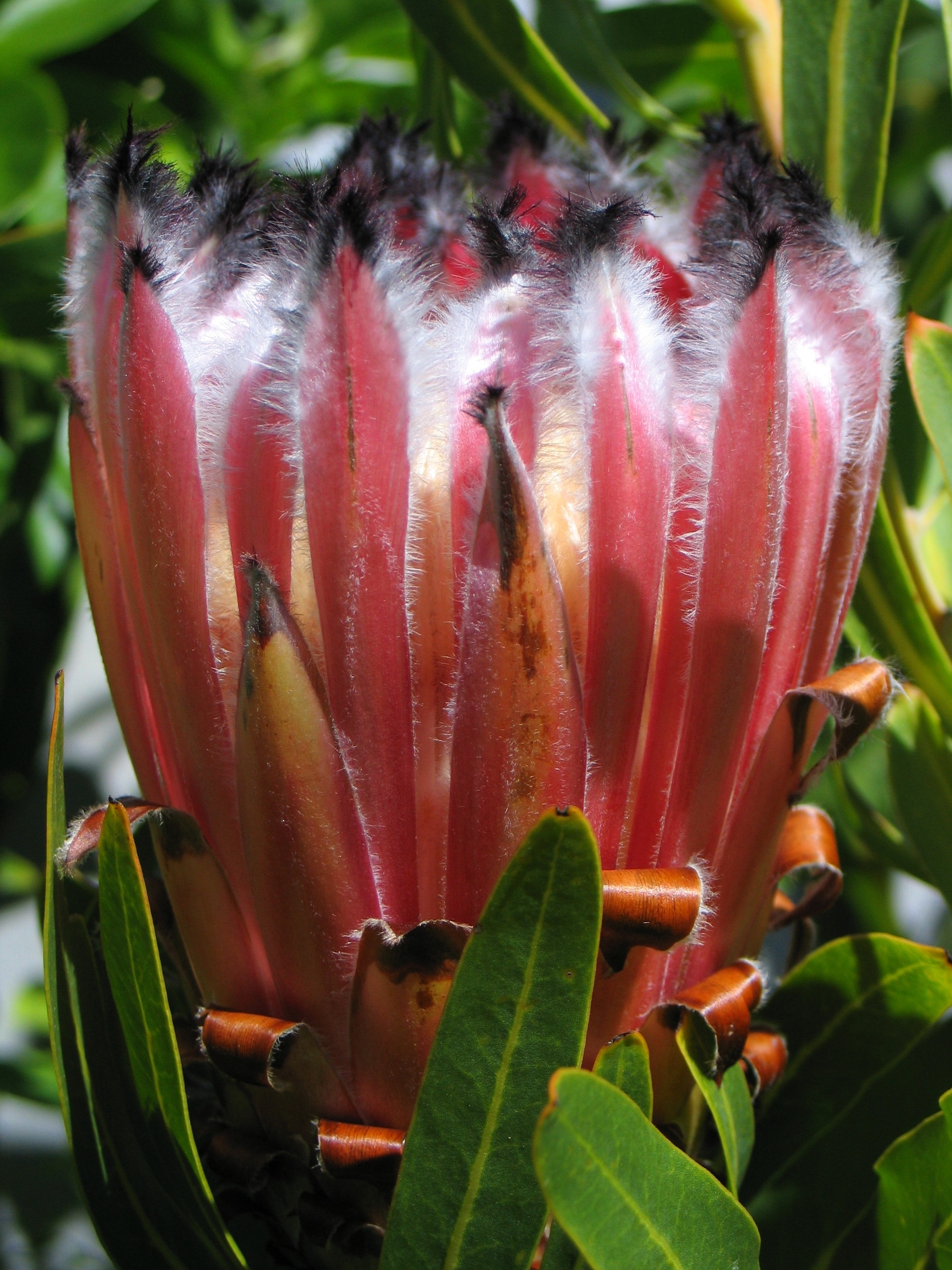 Protea bud in the garden free image download