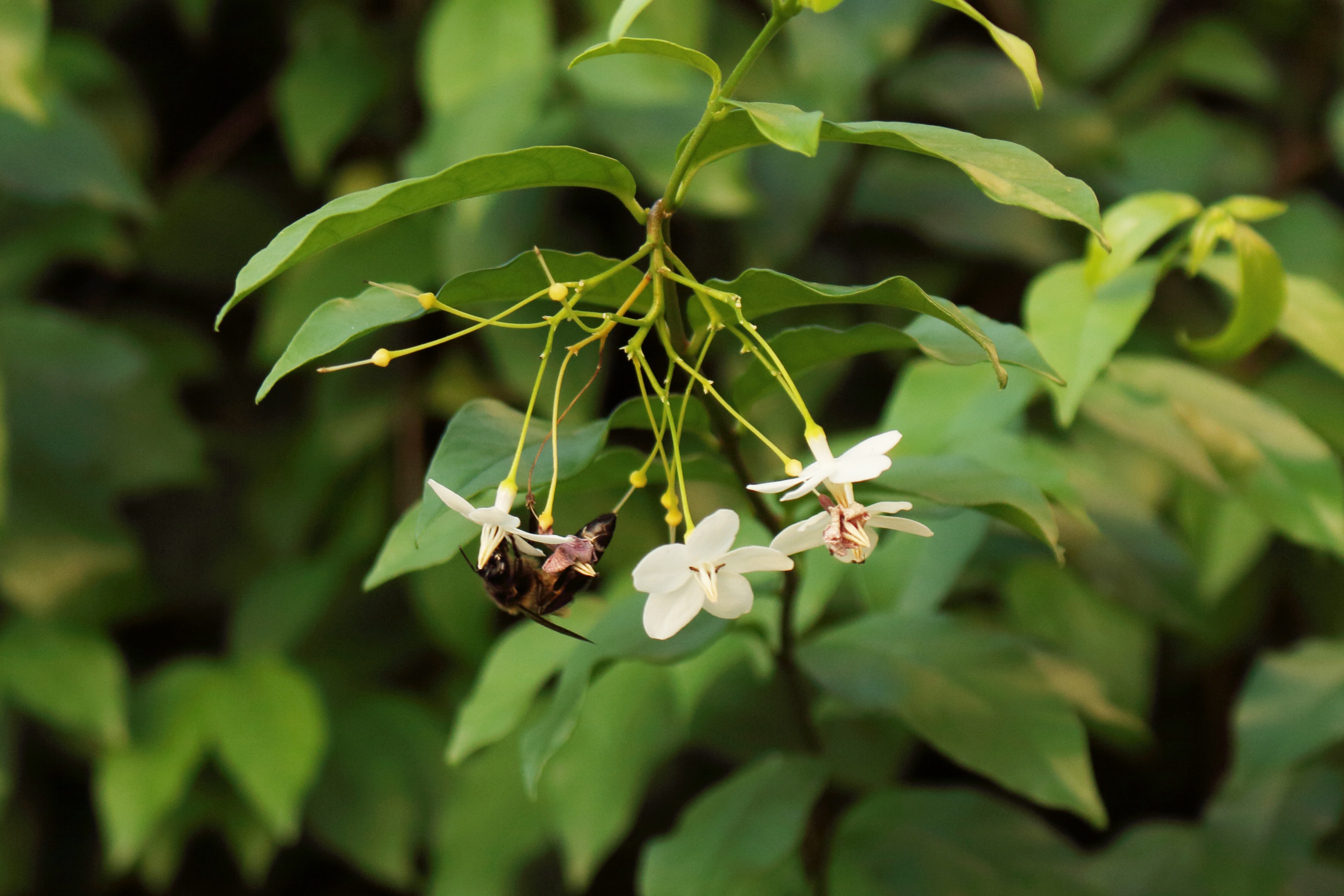 Nature Bee Leaf free image download