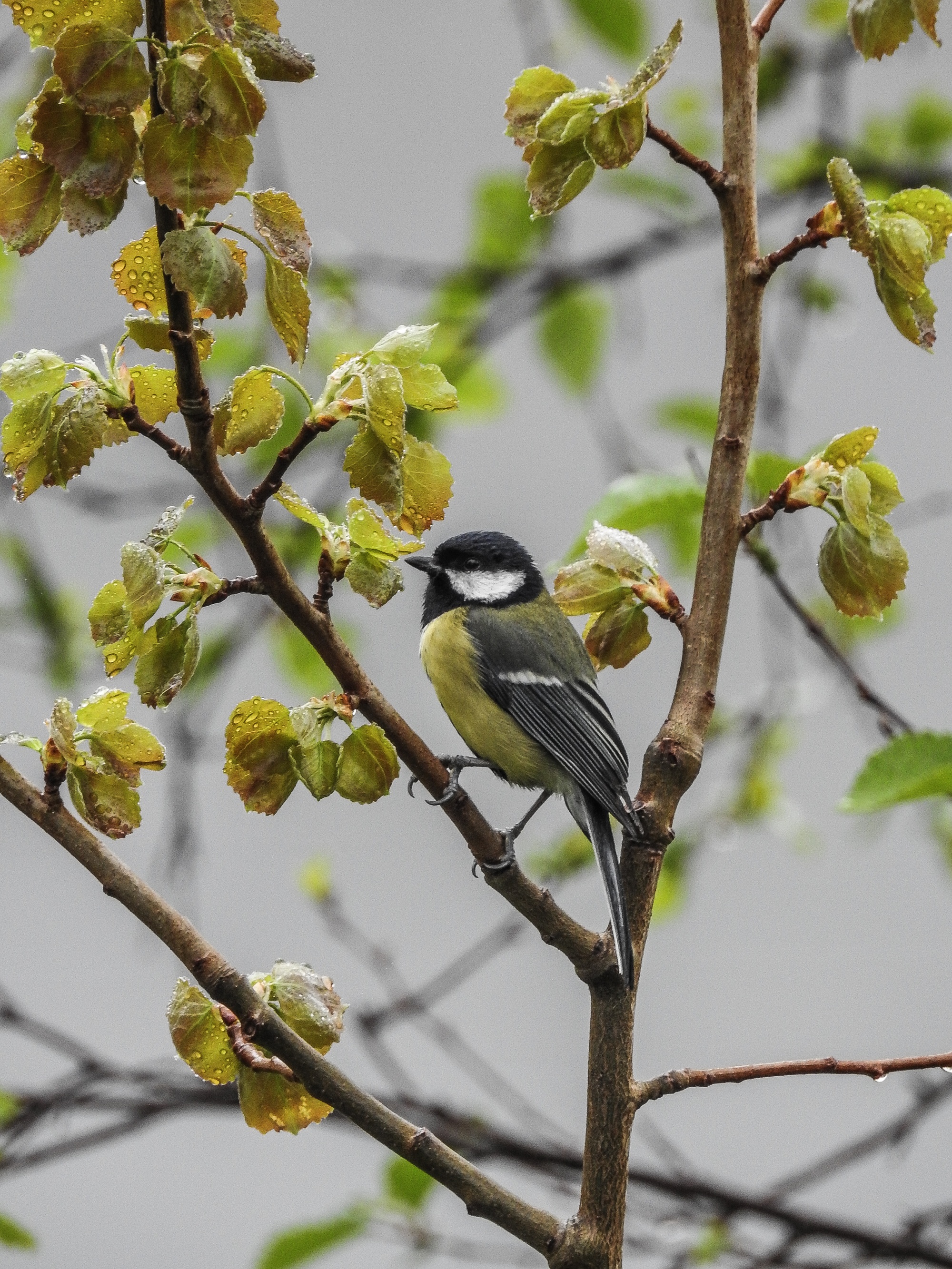 Great Tit Parus Major Bird free image download