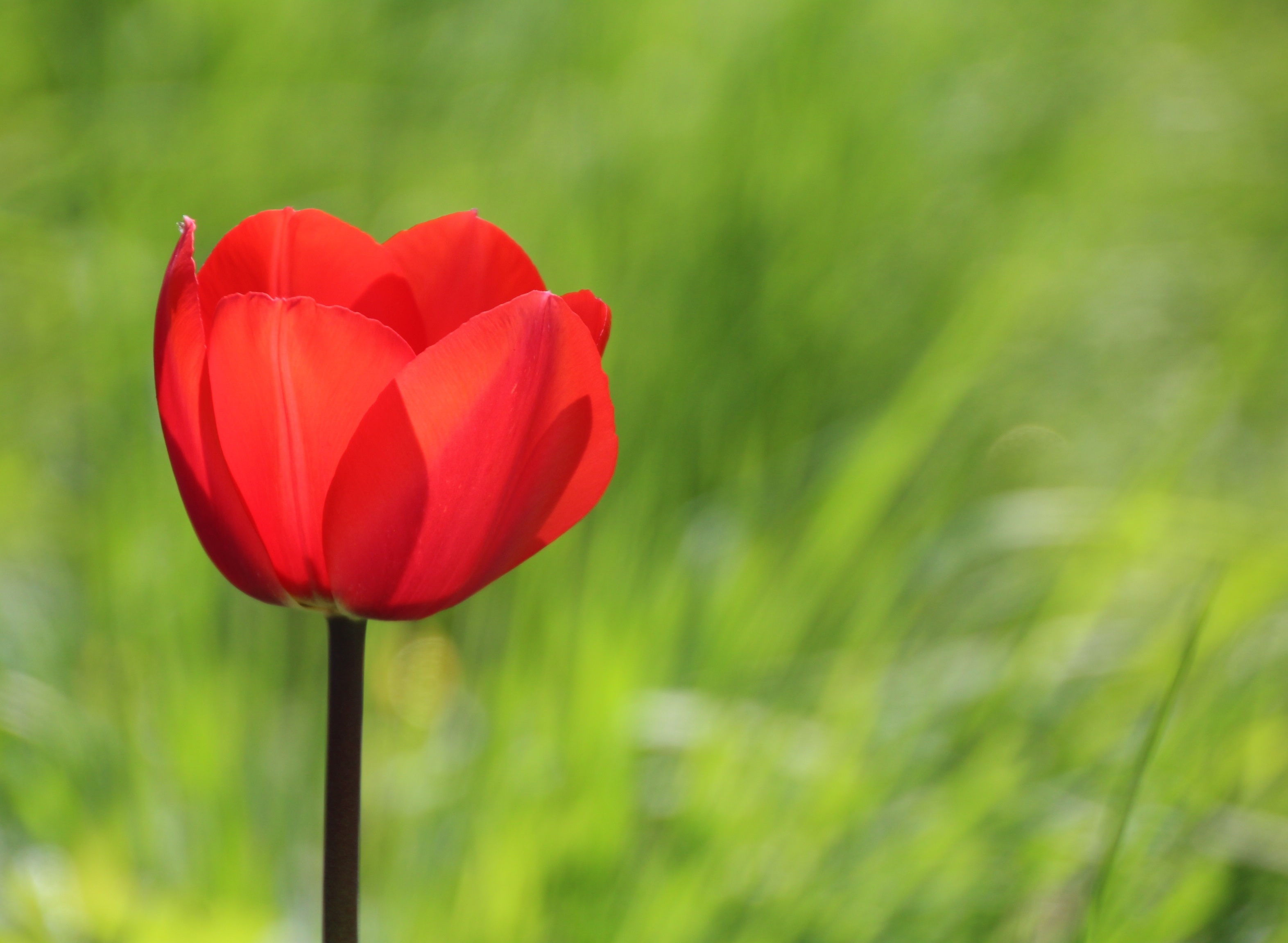 Poppy Red bloom free image download