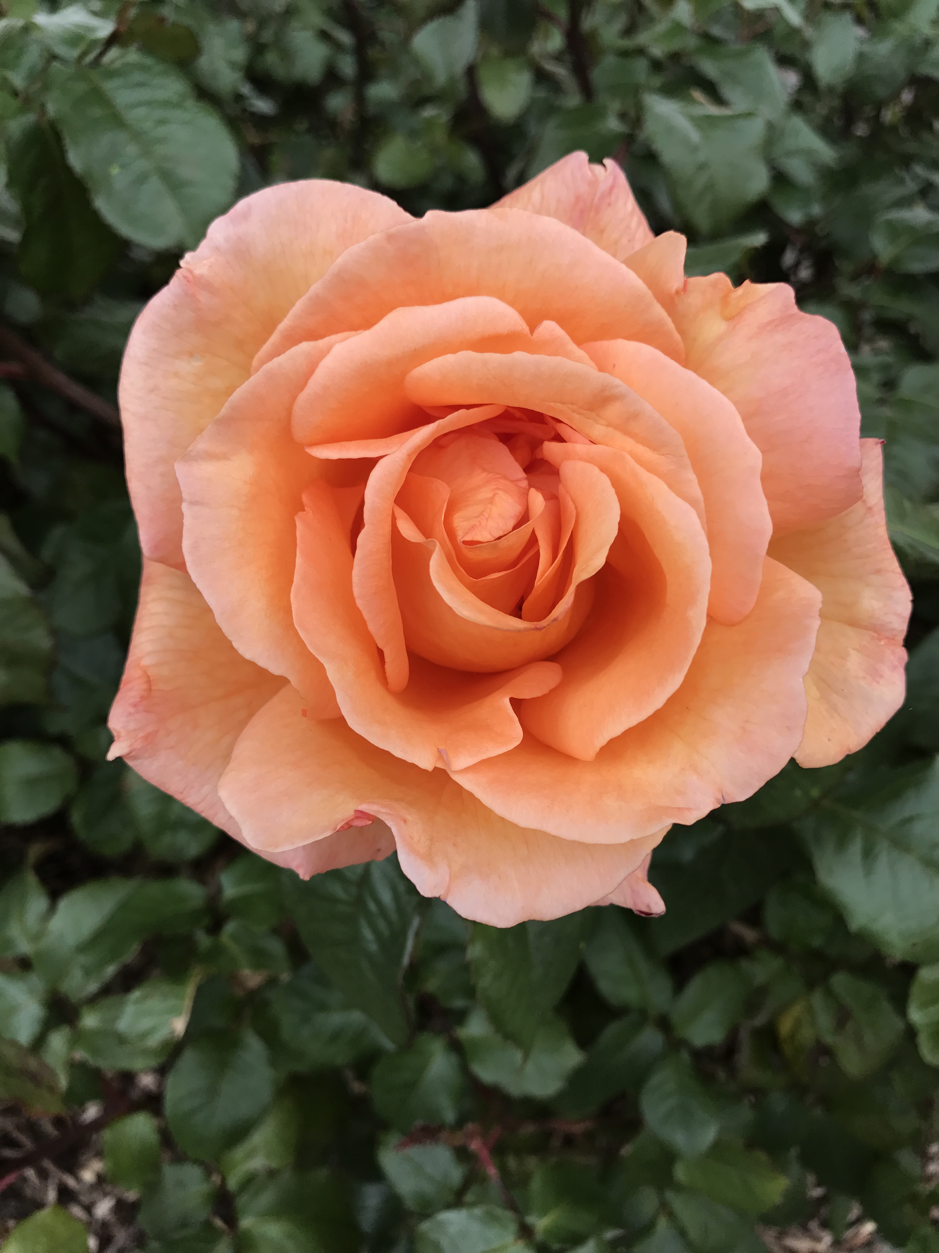 Pink large rose Flower in Garden free image download