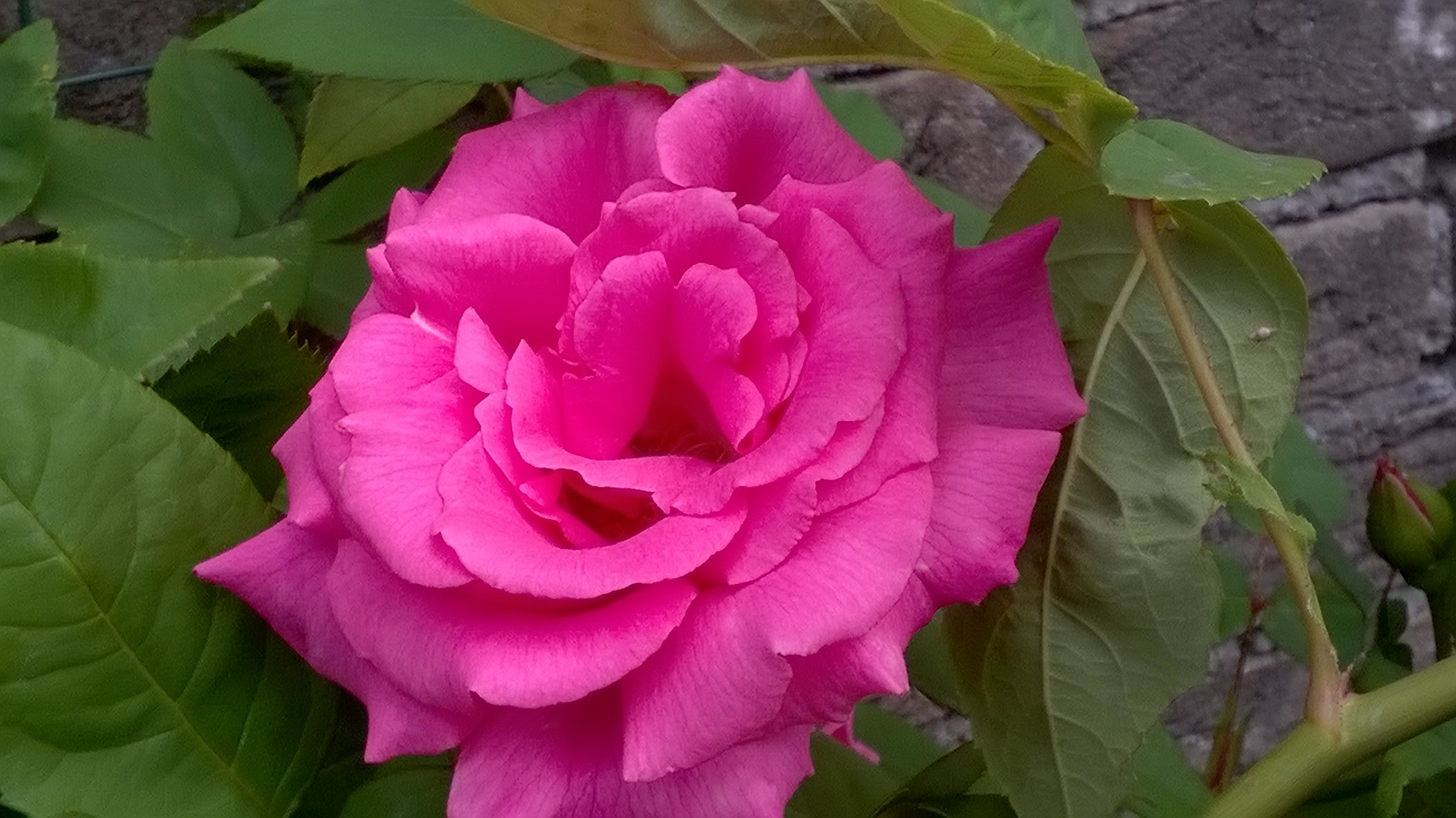 Rose Flower Nature free image download